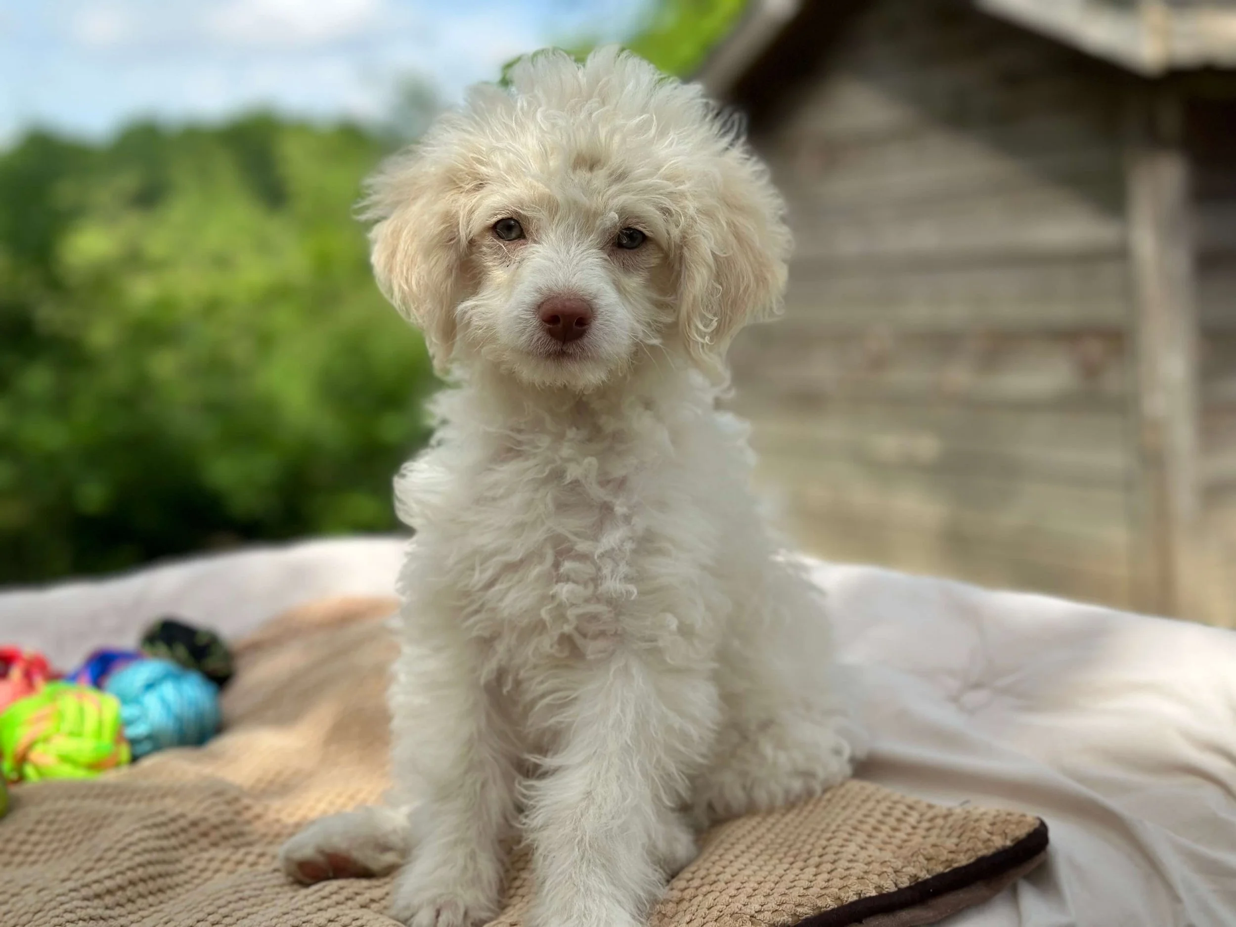 All About The Doodles | Labradoodle Puppies for Sale in Illinois