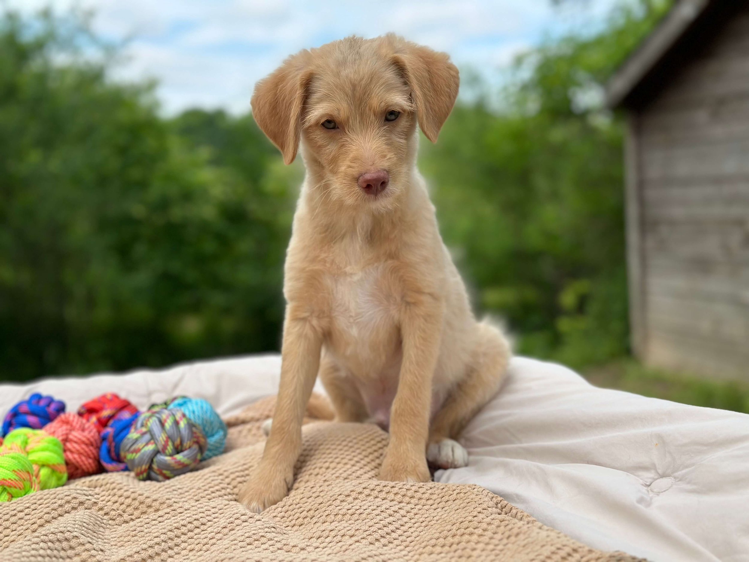All About The Doodles | Labradoodle Puppies for Sale in Illinois