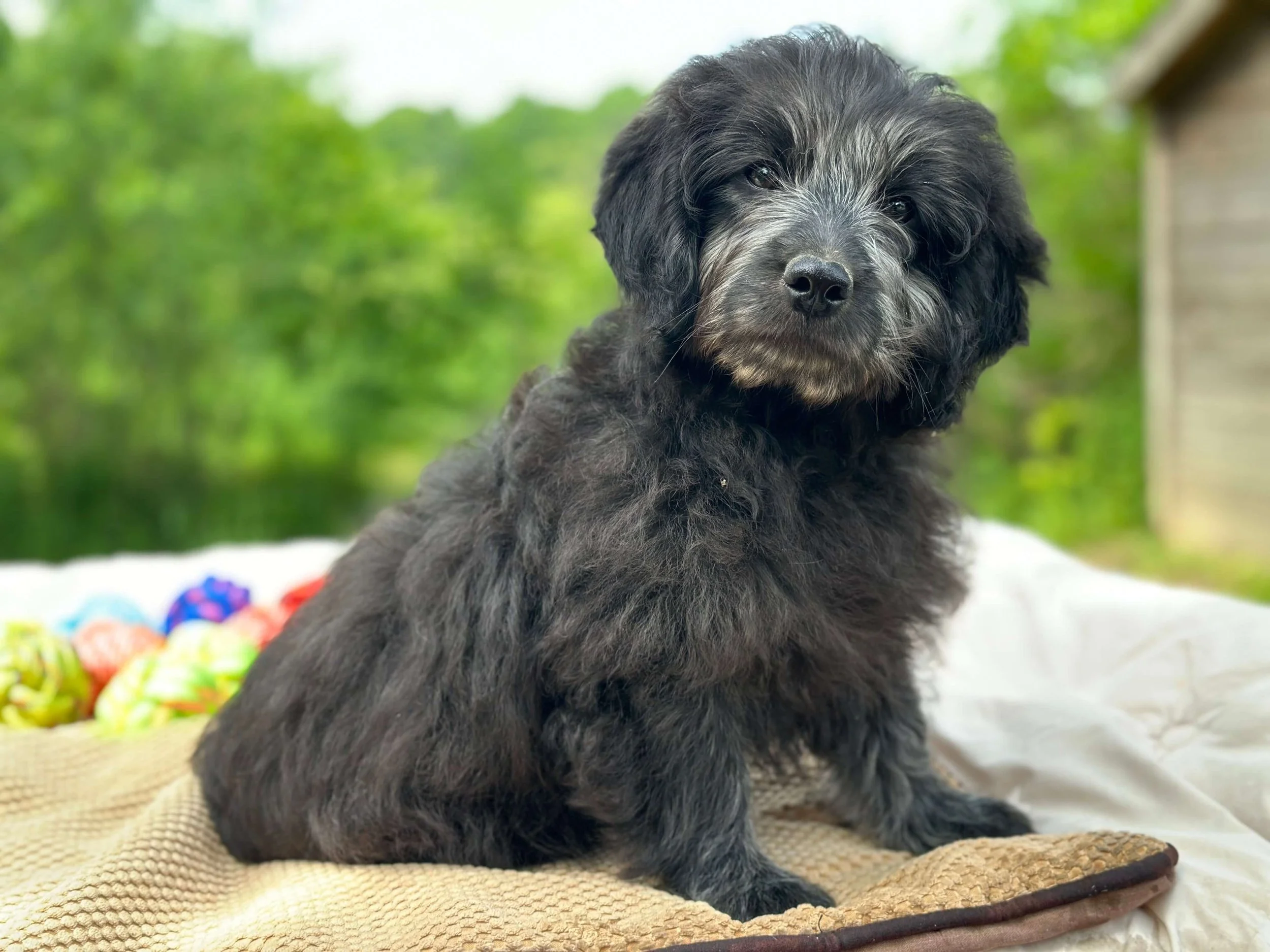 All About The Doodles | Labradoodle Puppies for Sale in Illinois