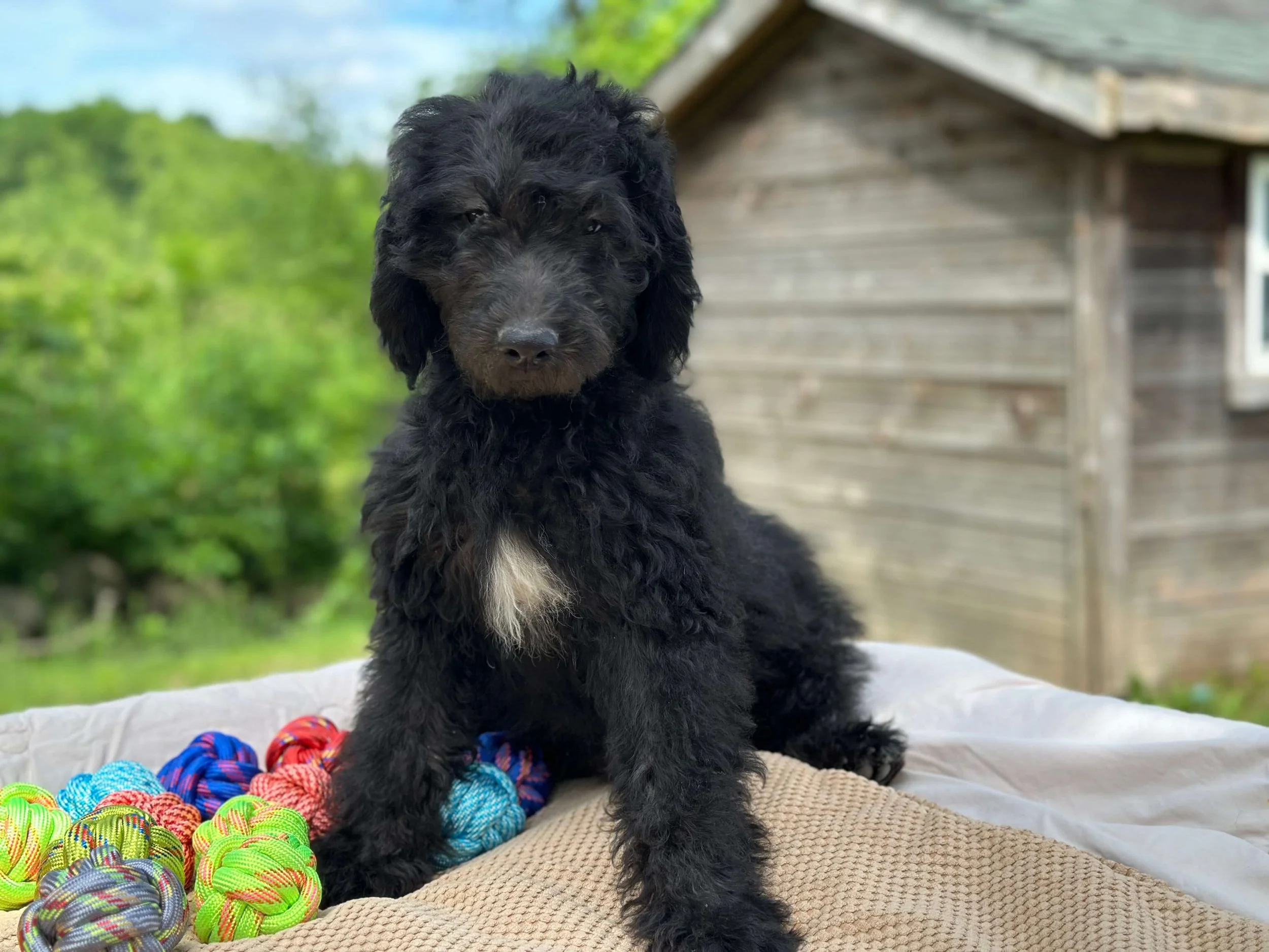 All About The Doodles | Labradoodle Puppies for Sale in Illinois
