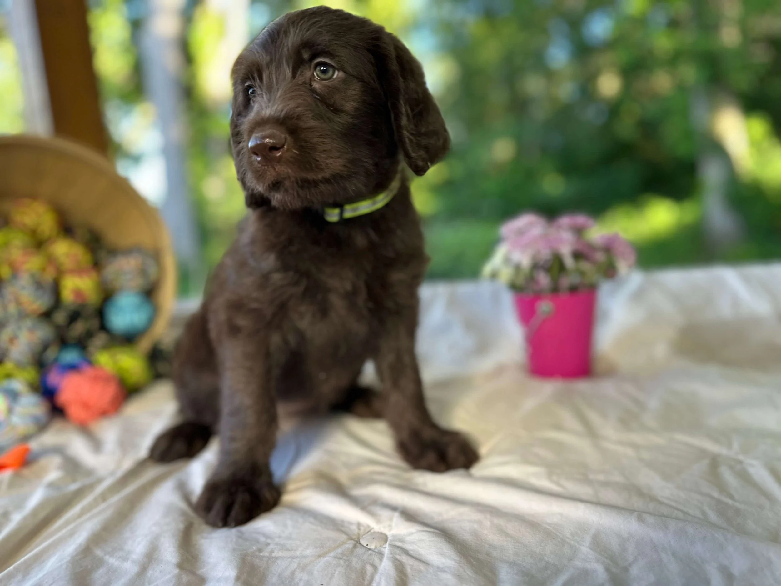 All About The Doodles | Labradoodle Puppies for Sale in Illinois