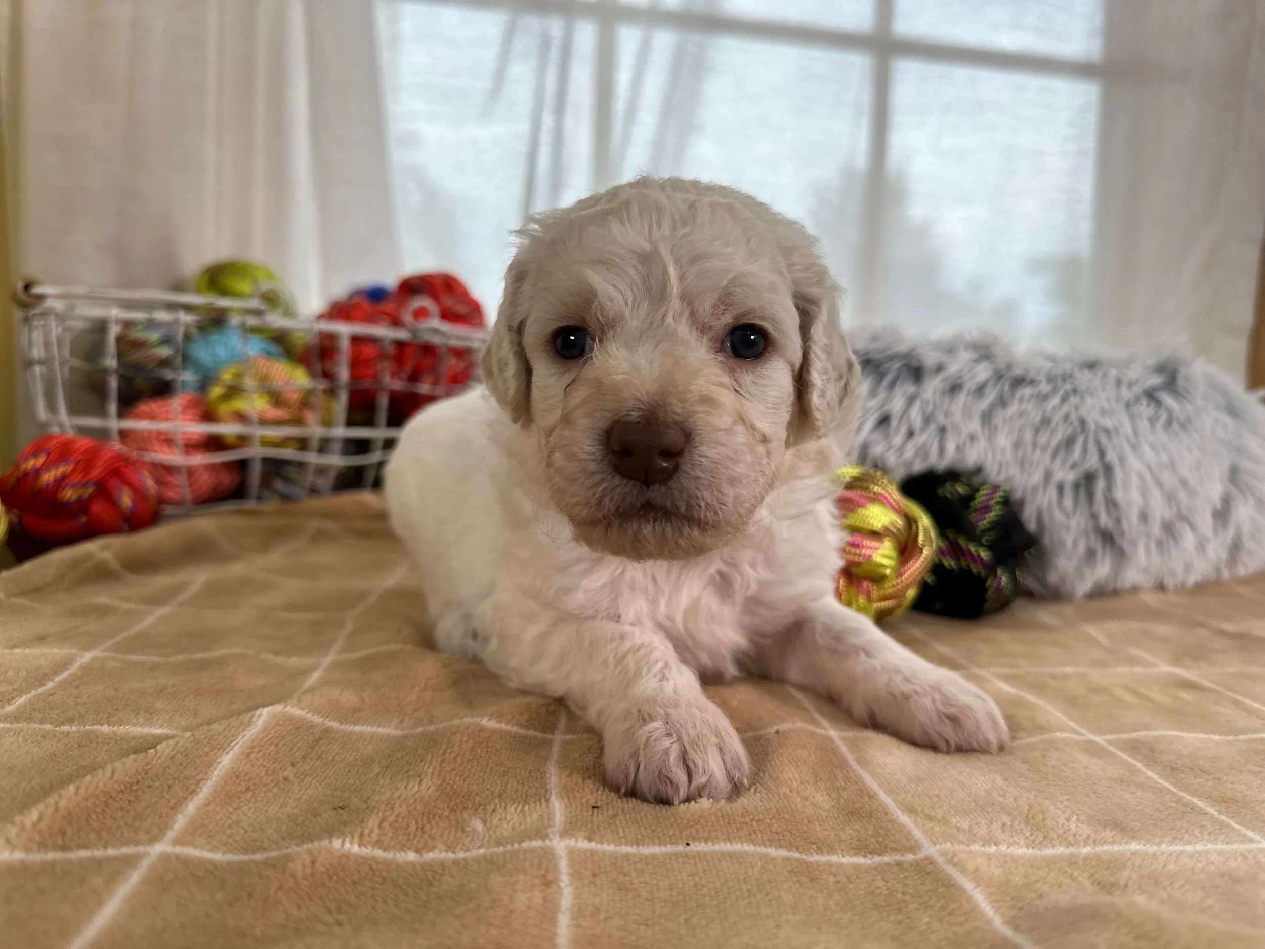All About The Doodles | Labradoodle Puppies for Sale in Illinois