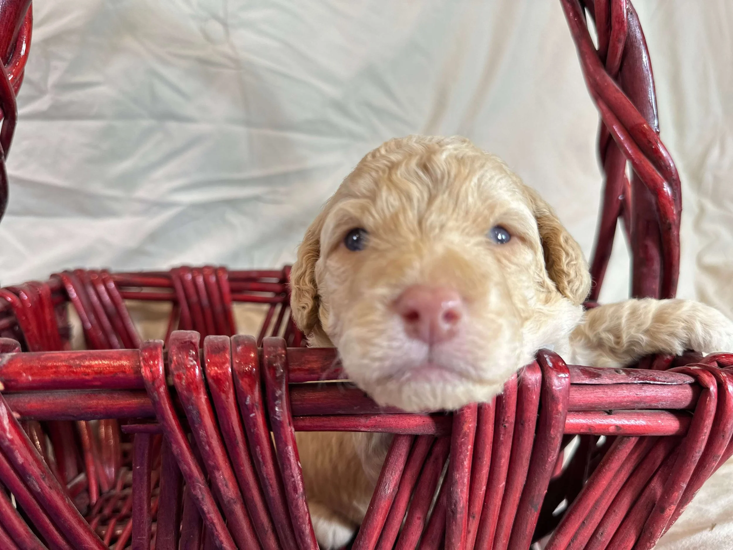 Our Pups — All About The Doodles