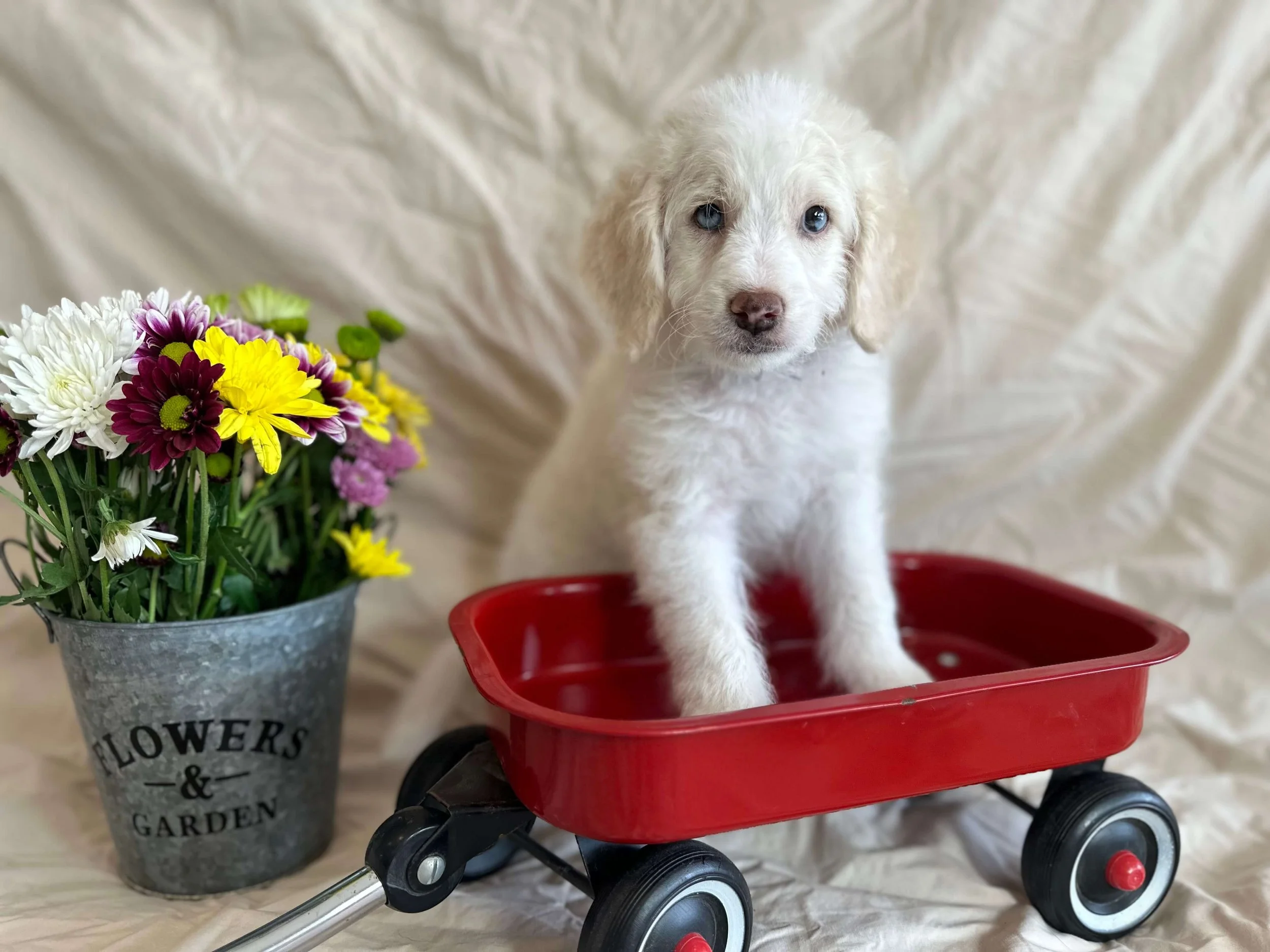 Our Pups — All About The Doodles