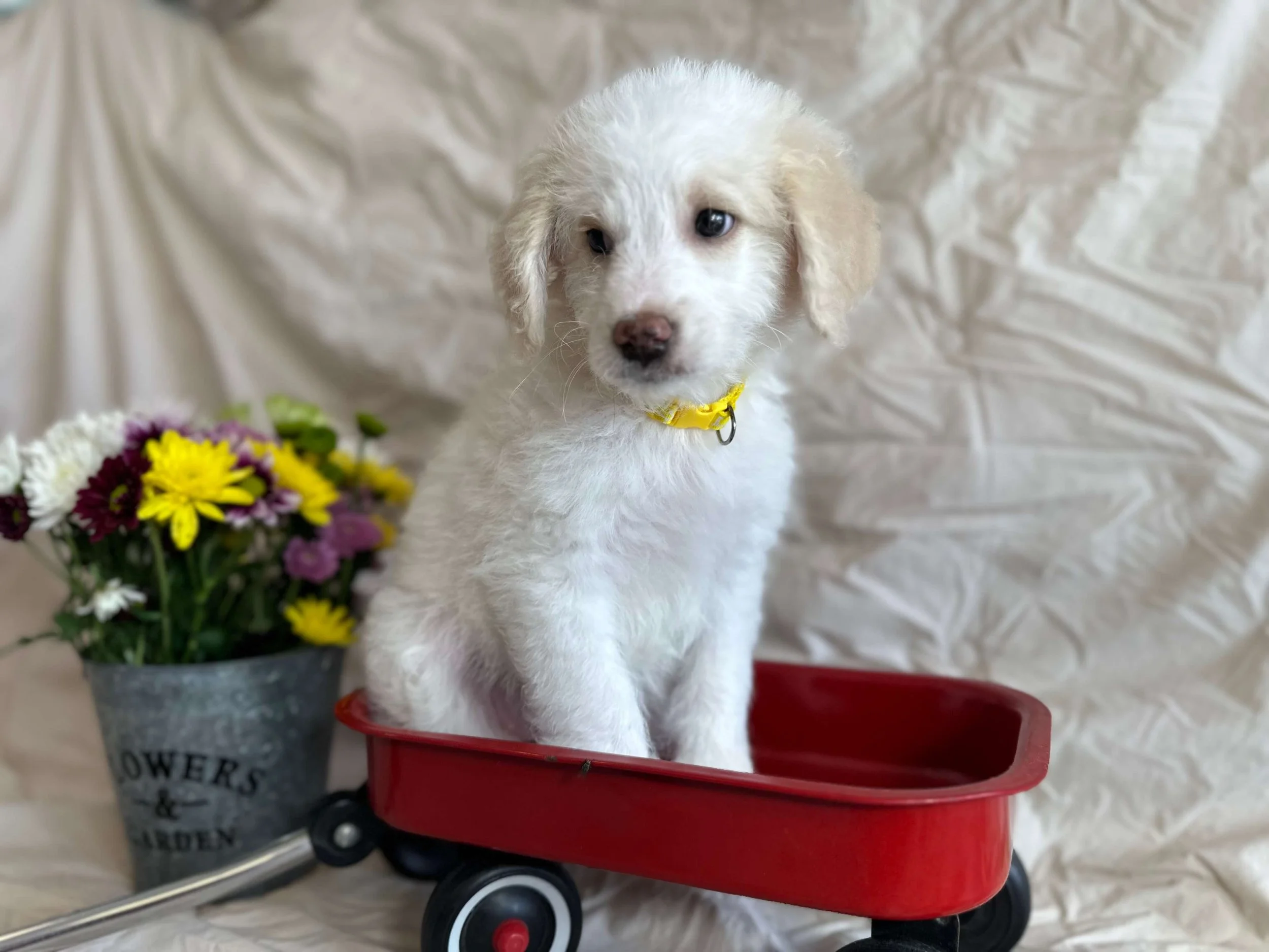 All About The Doodles | Labradoodle Puppies for Sale in Illinois