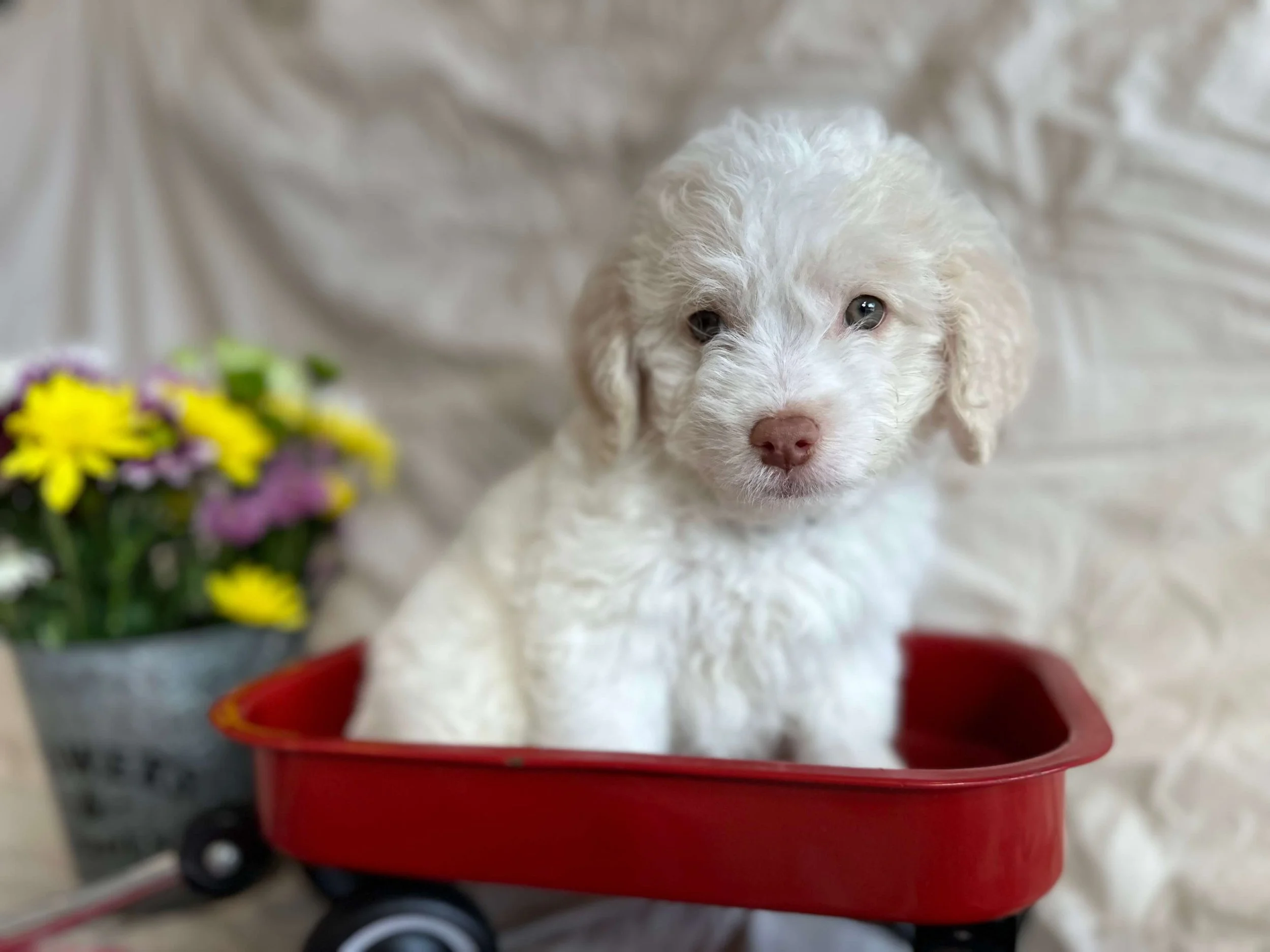 All About The Doodles | Labradoodle Puppies for Sale in Illinois