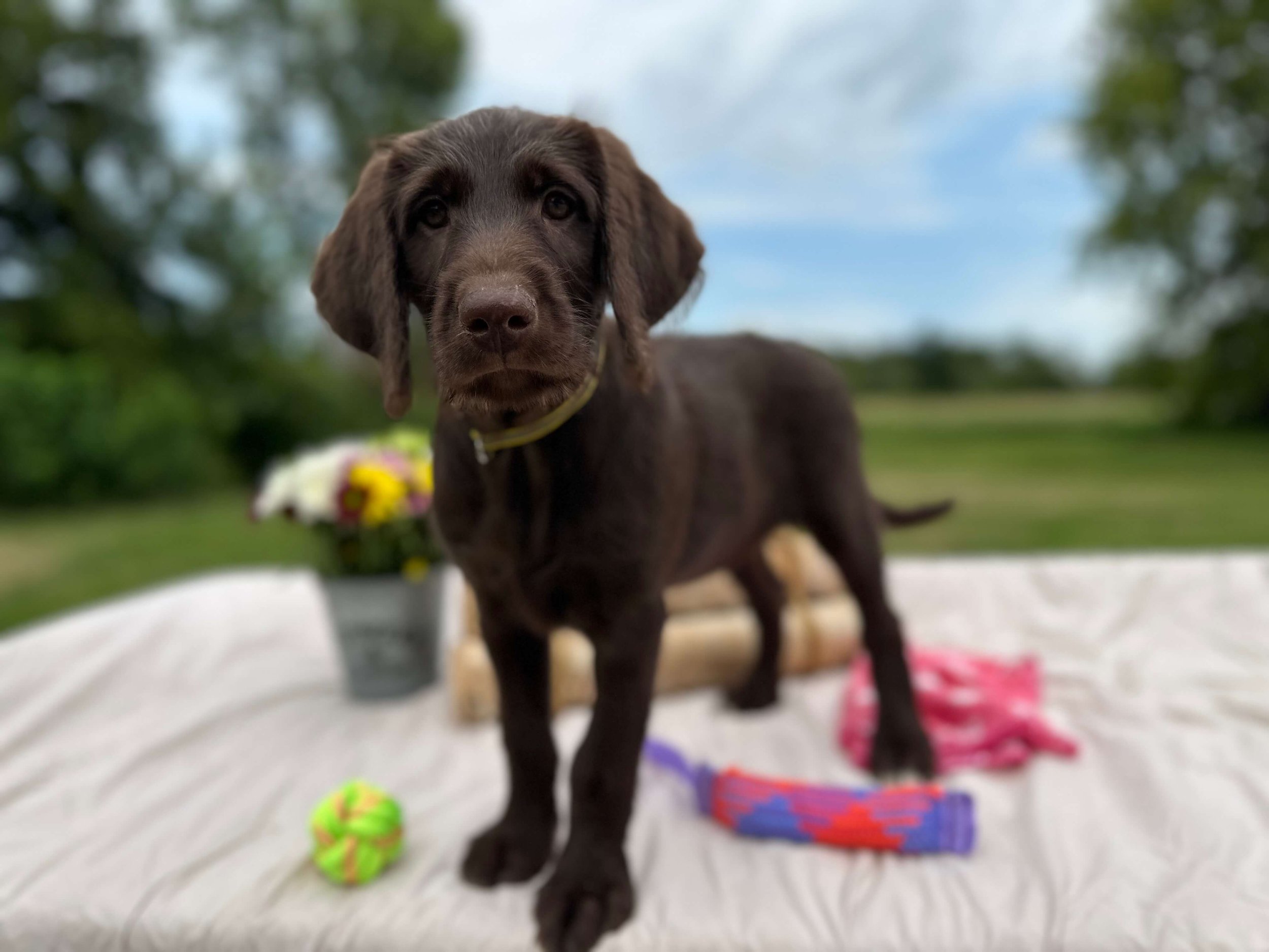 All About The Doodles | Labradoodle Puppies for Sale in Illinois
