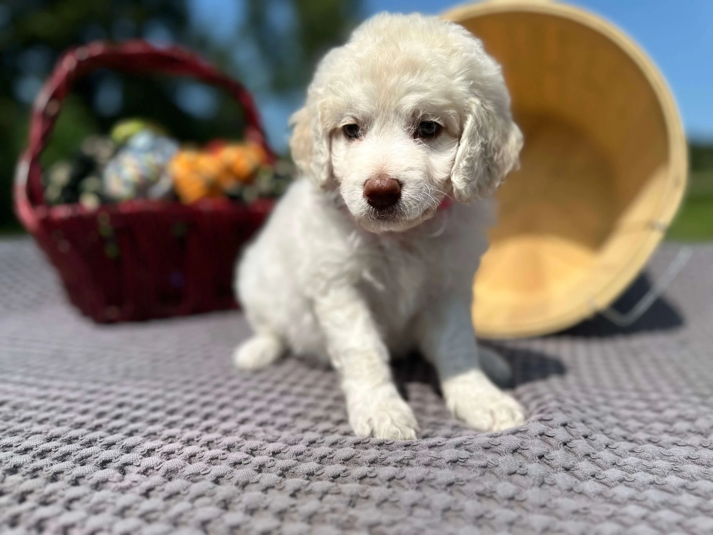All About The Doodles | Labradoodle Puppies for Sale in Illinois