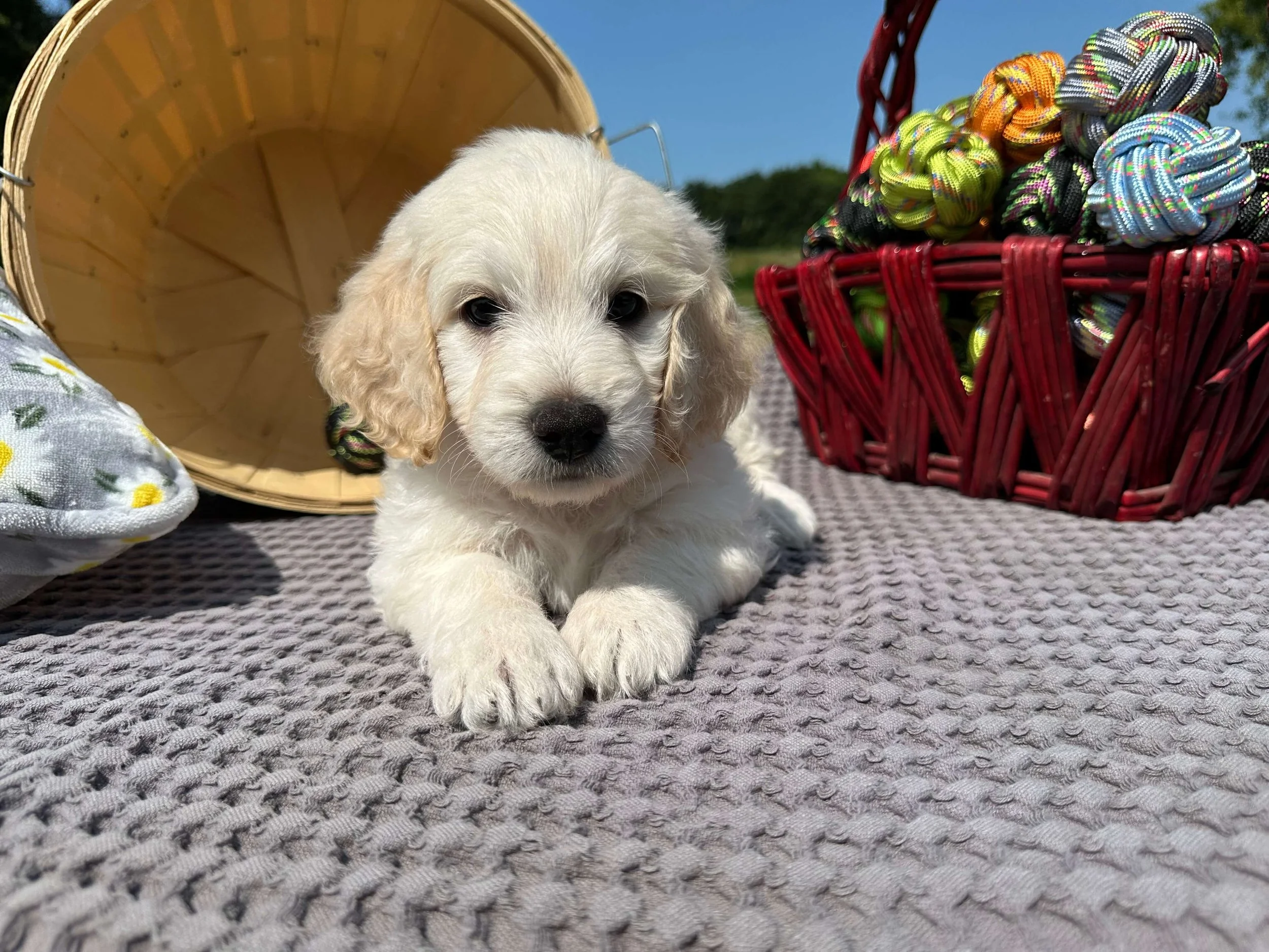 All About The Doodles | Labradoodle Puppies for Sale in Illinois