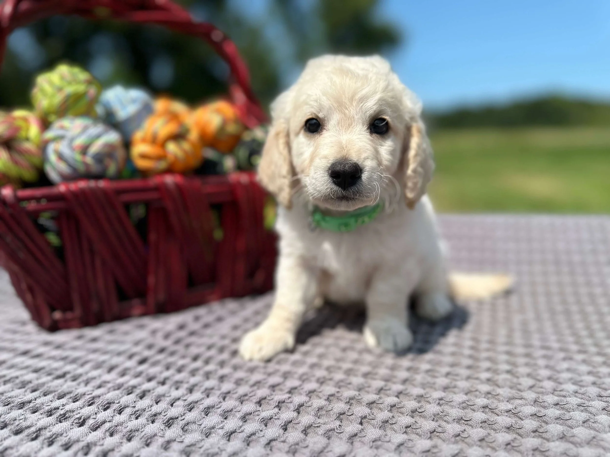 All About The Doodles | Labradoodle Puppies for Sale in Illinois