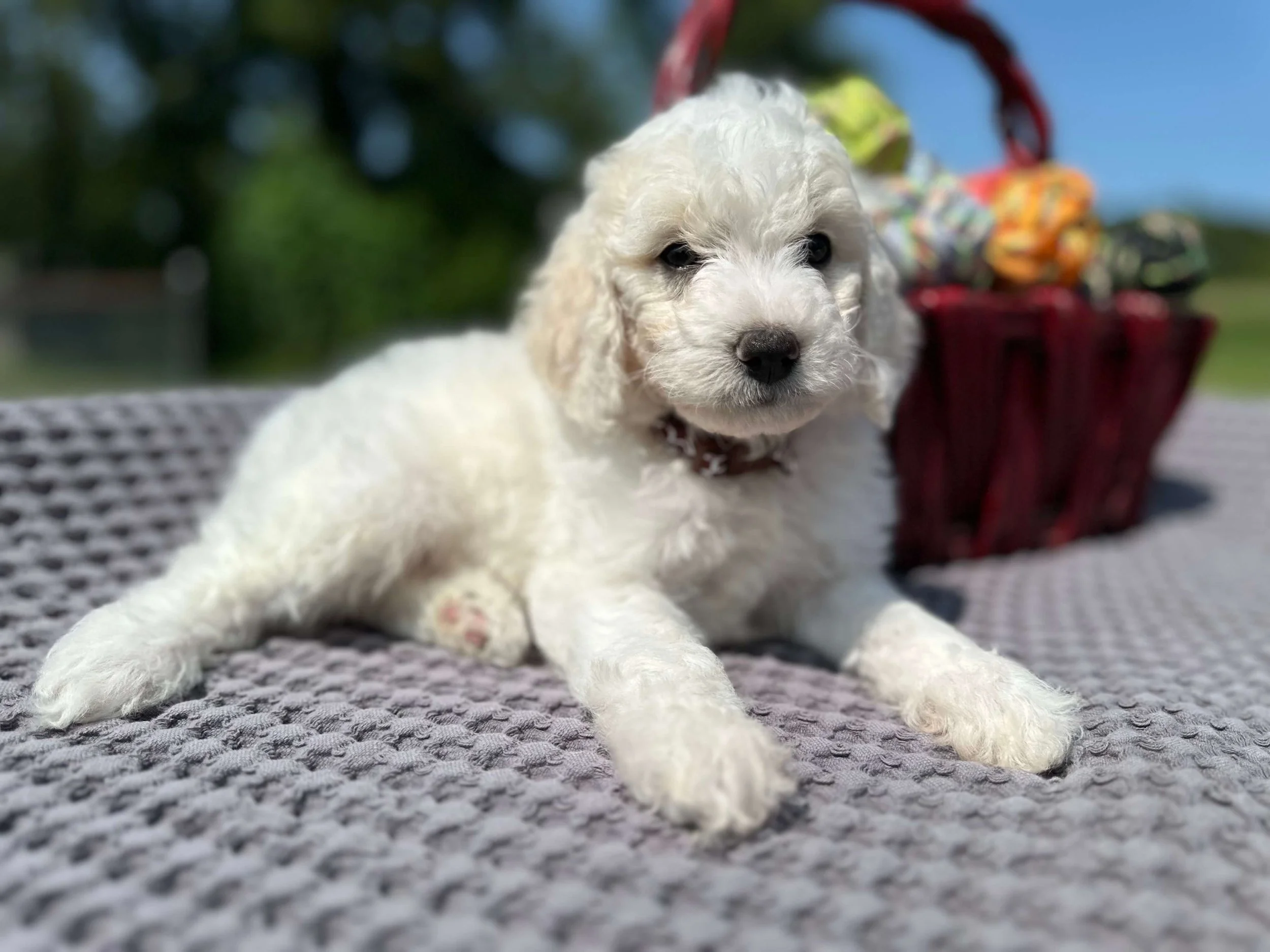 All About The Doodles | Labradoodle Puppies for Sale in Illinois
