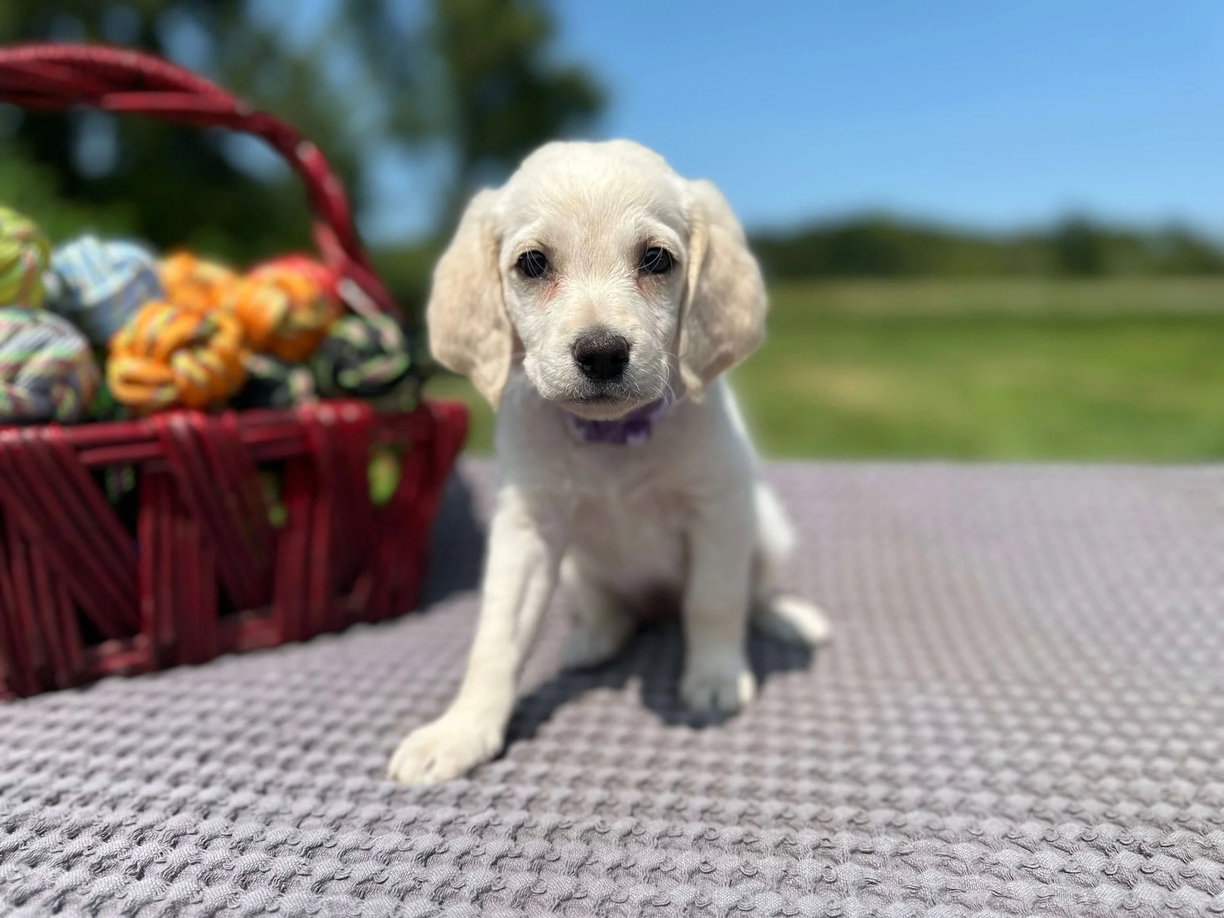 All About The Doodles | Labradoodle Puppies for Sale in Illinois