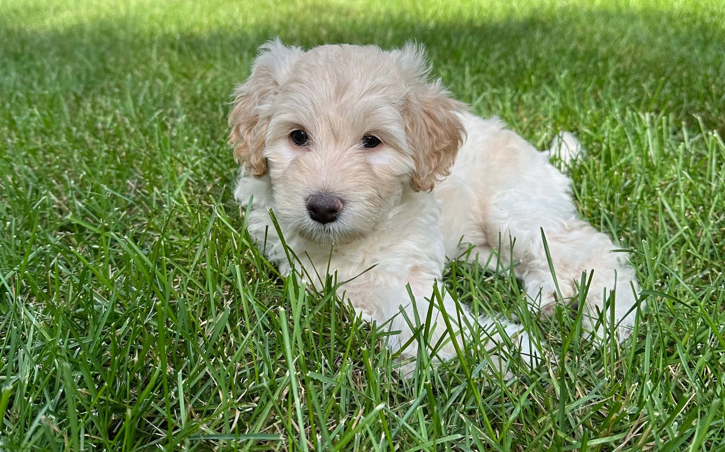 All About The Doodles | Labradoodle Puppies for Sale in Illinois