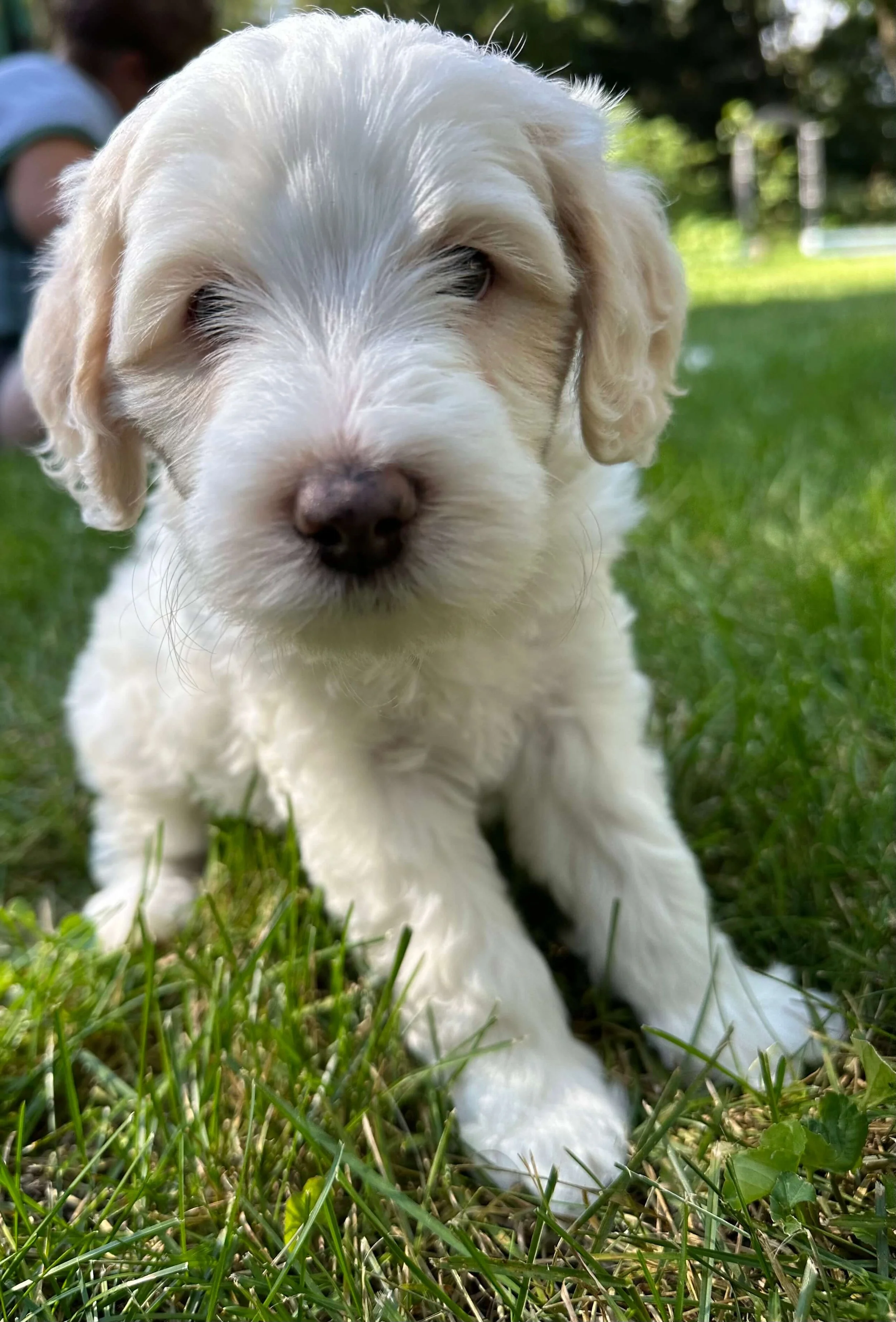 All About The Doodles | Labradoodle Puppies for Sale in Illinois