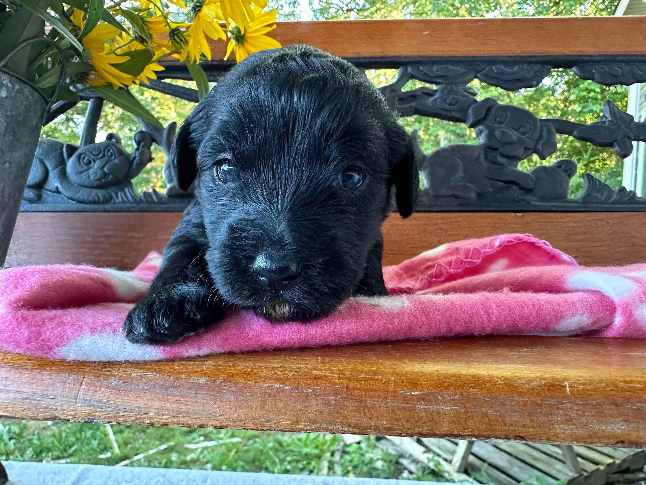 All About The Doodles | Labradoodle Puppies for Sale in Illinois