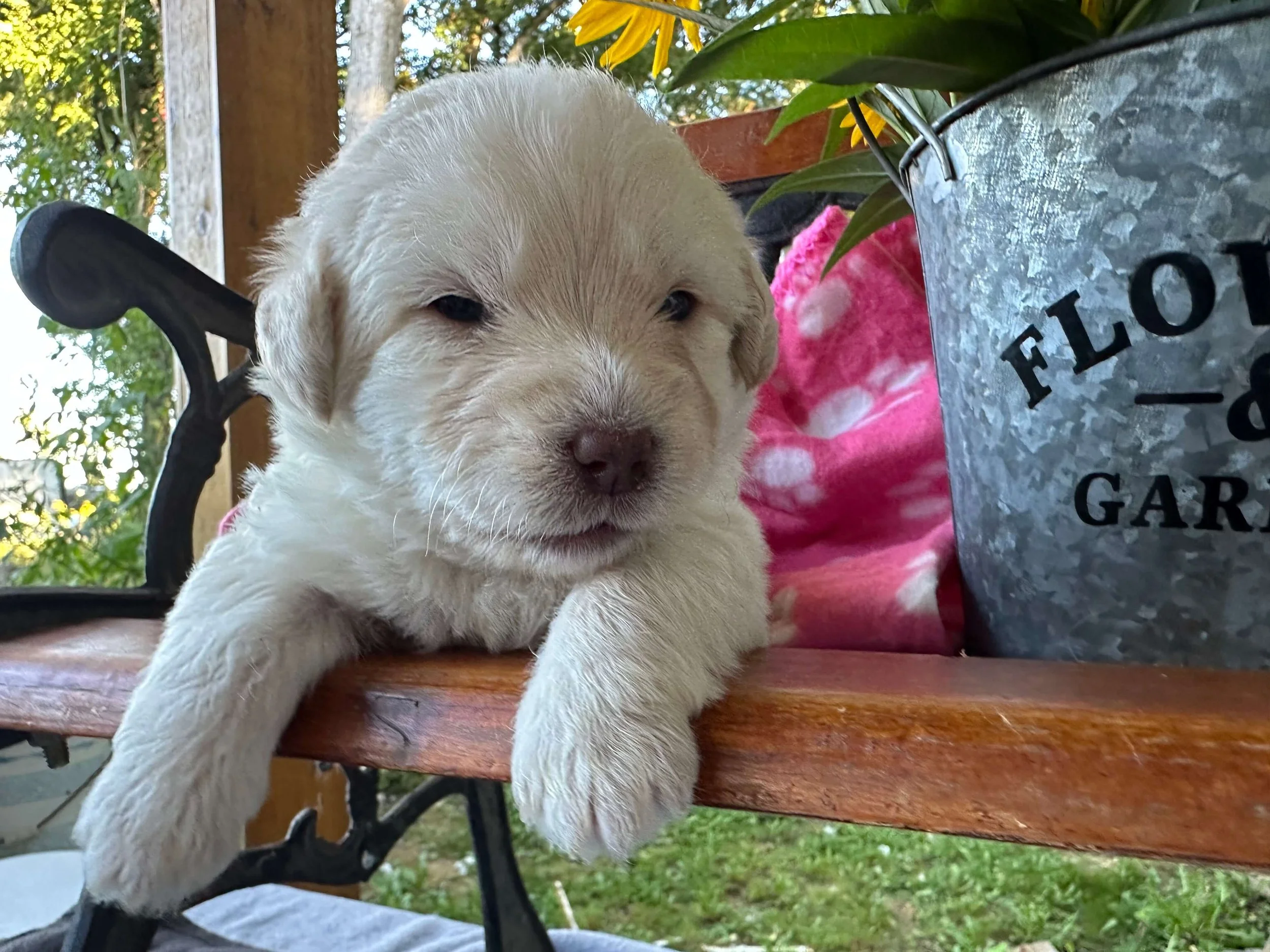 All About The Doodles | Labradoodle Puppies for Sale in Illinois