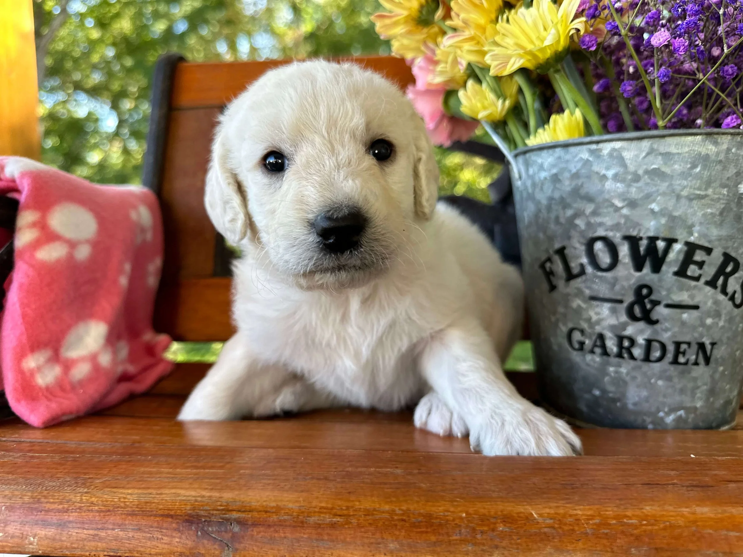 All About The Doodles | Labradoodle Puppies for Sale in Illinois