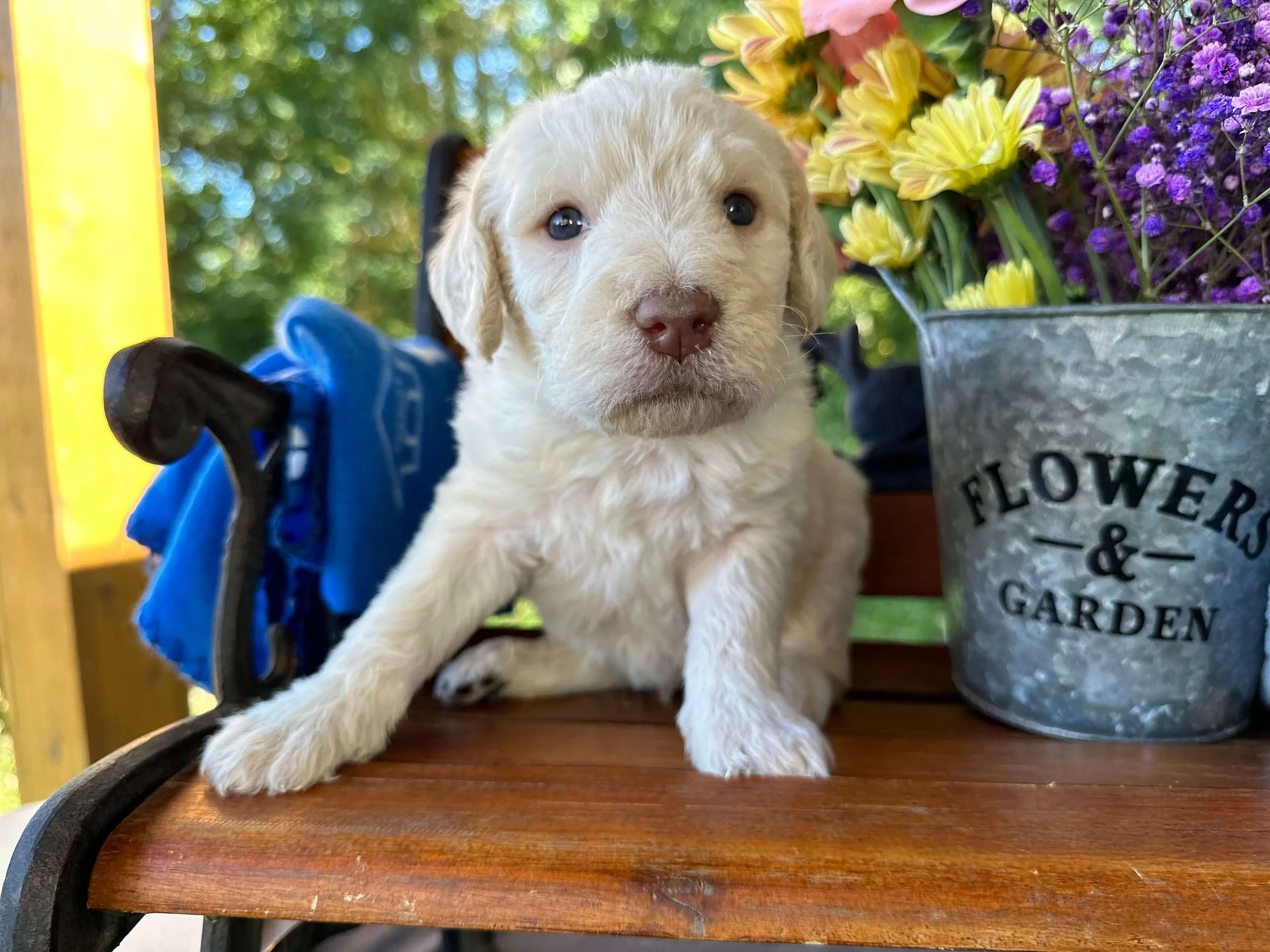 All About The Doodles | Labradoodle Puppies for Sale in Illinois