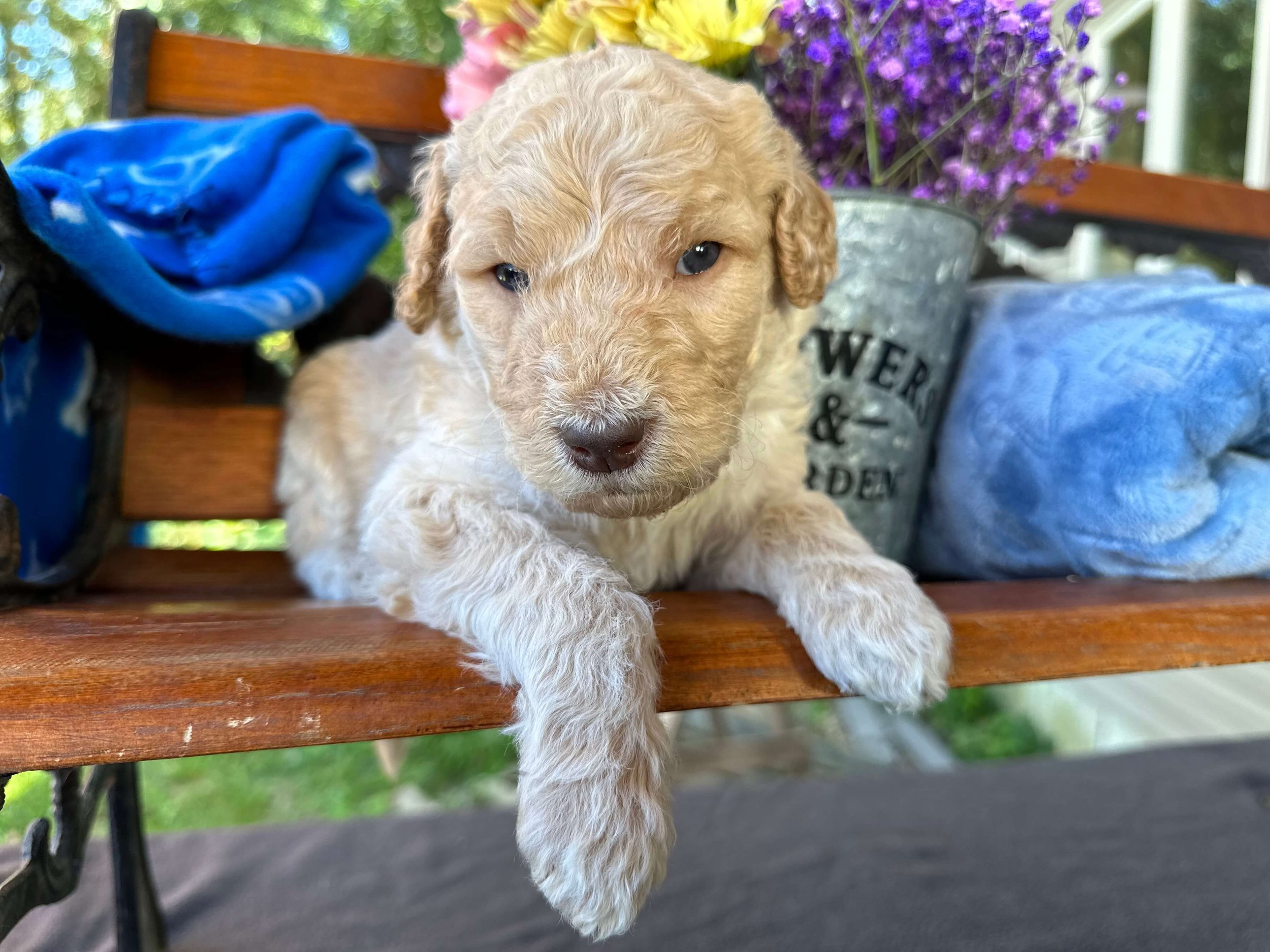 All About The Doodles | Labradoodle Puppies for Sale in Illinois