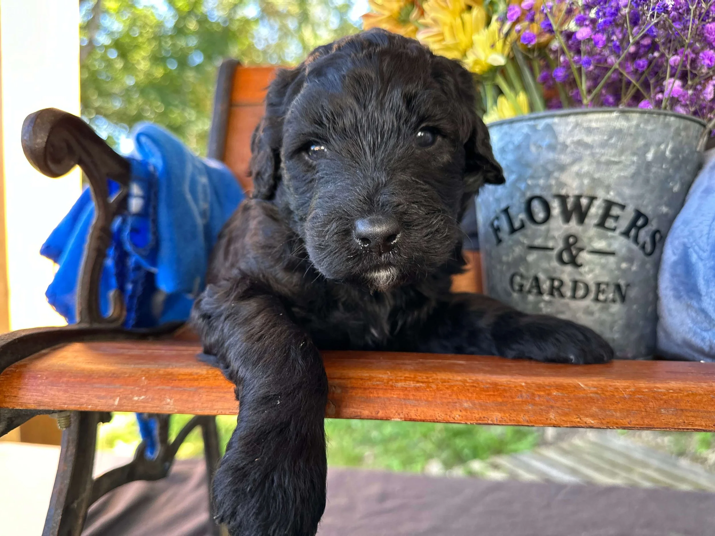 All About The Doodles | Labradoodle Puppies for Sale in Illinois