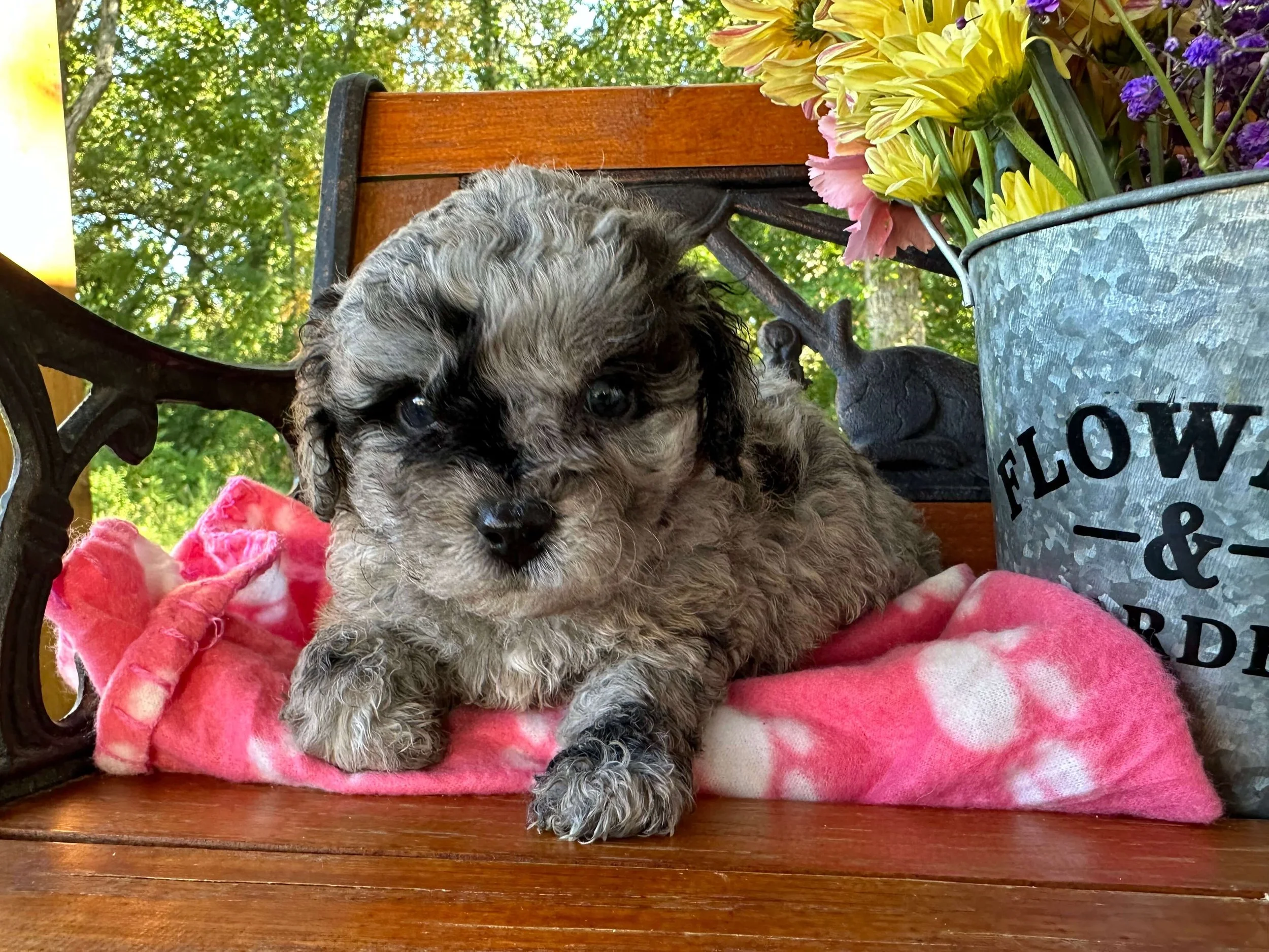 All About The Doodles | Labradoodle Puppies for Sale in Illinois