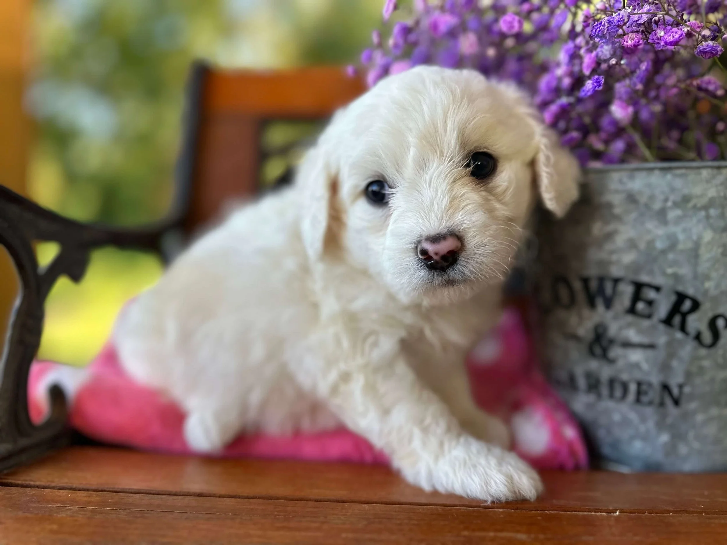 All About The Doodles | Labradoodle Puppies for Sale in Illinois