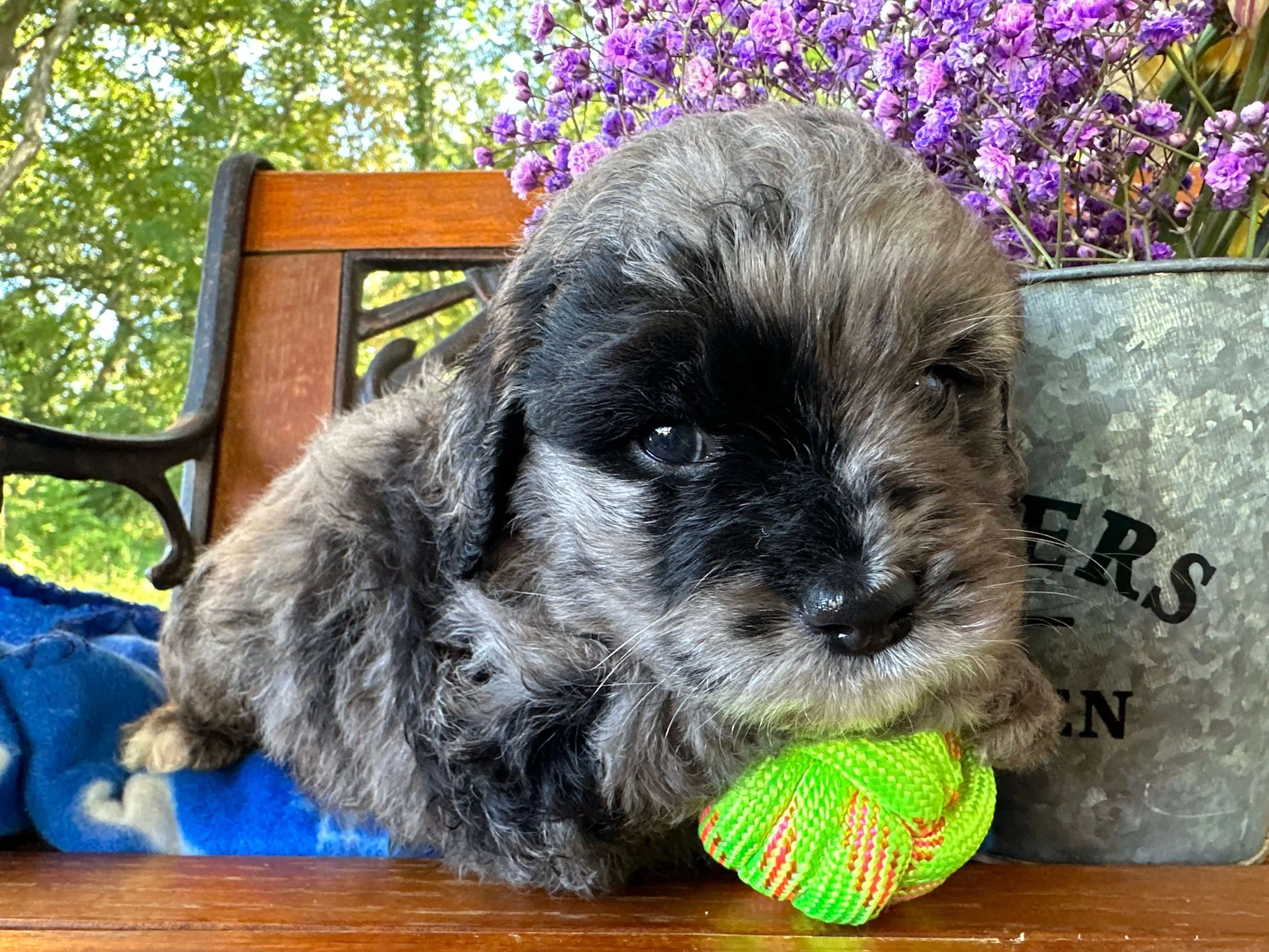 All About The Doodles | Labradoodle Puppies for Sale in Illinois