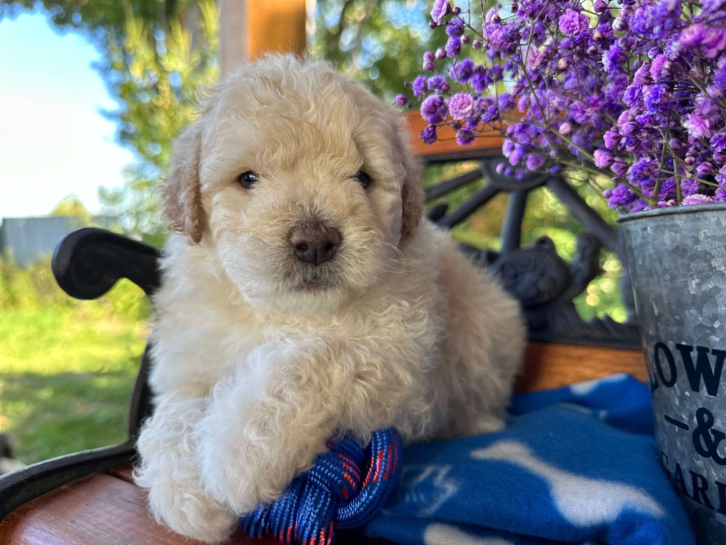 All About The Doodles | Labradoodle Puppies for Sale in Illinois