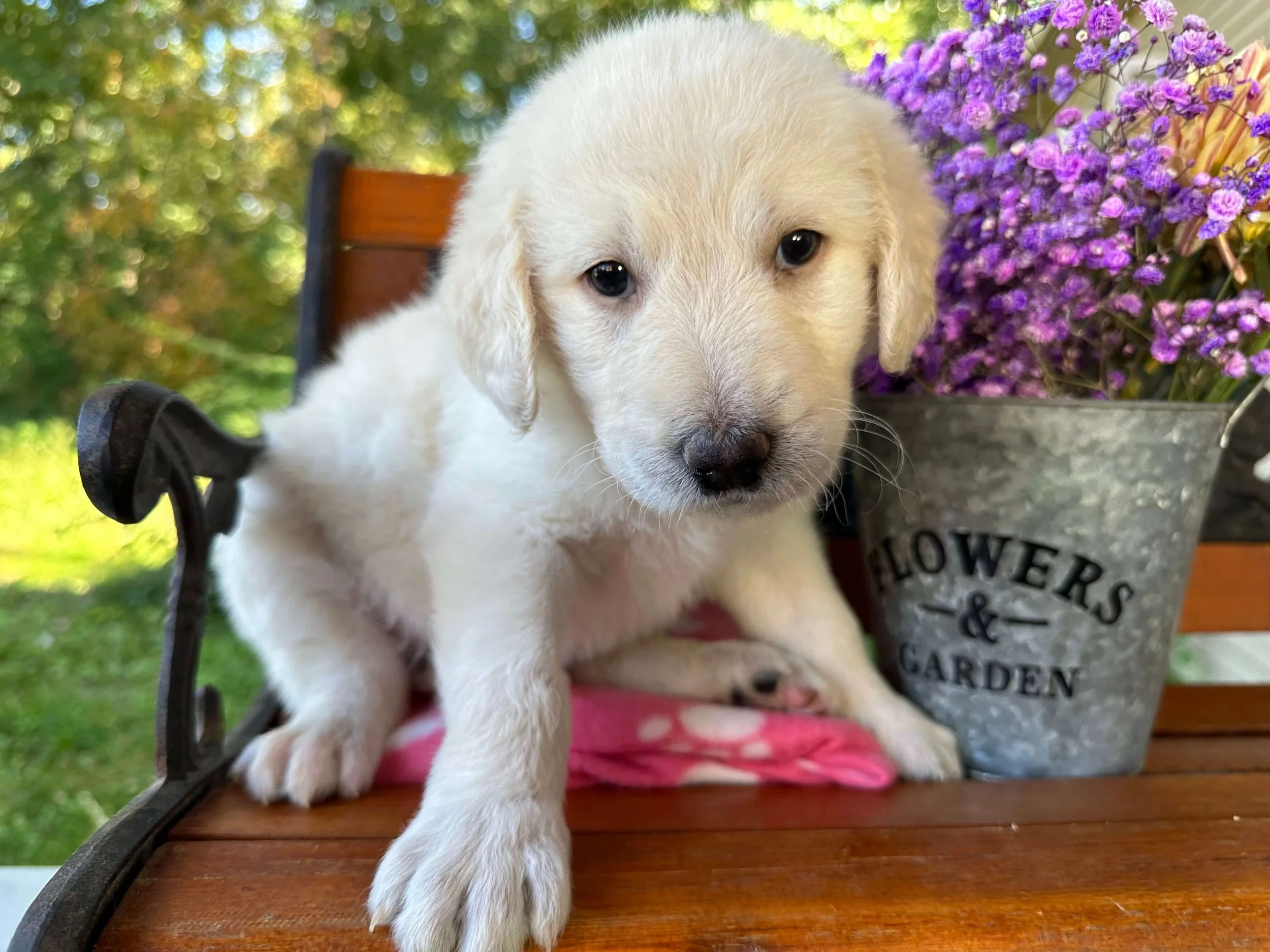 All About The Doodles | Labradoodle Puppies for Sale in Illinois