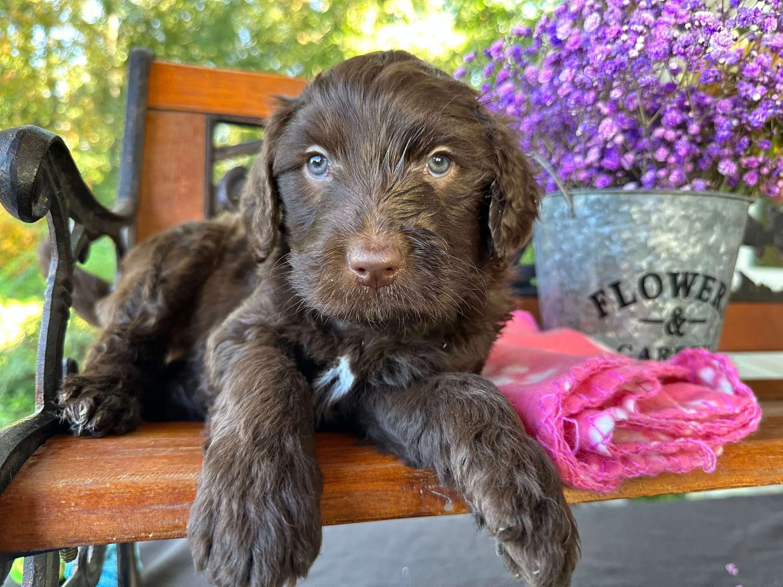 All About The Doodles | Labradoodle Puppies for Sale in Illinois