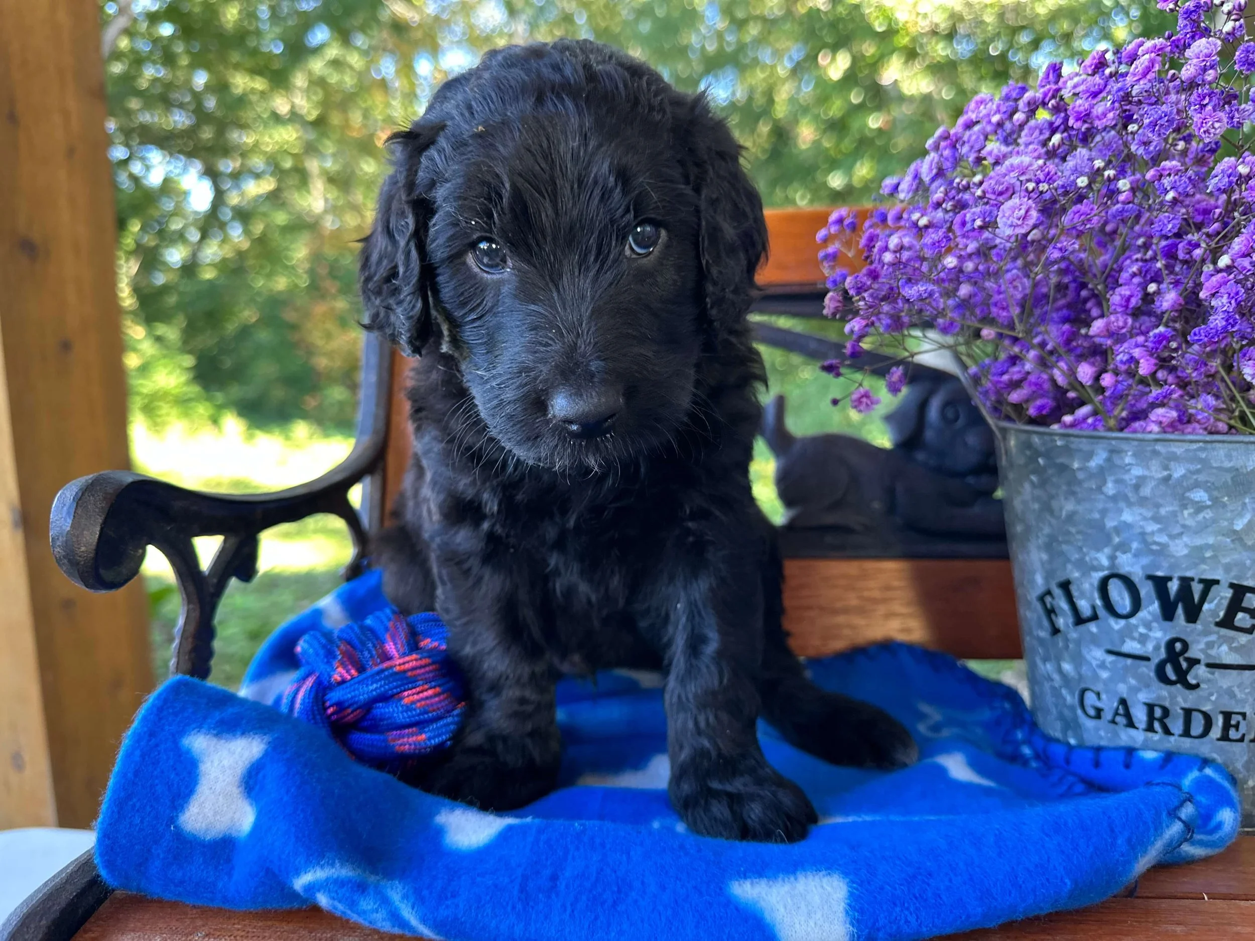 All About The Doodles | Labradoodle Puppies for Sale in Illinois