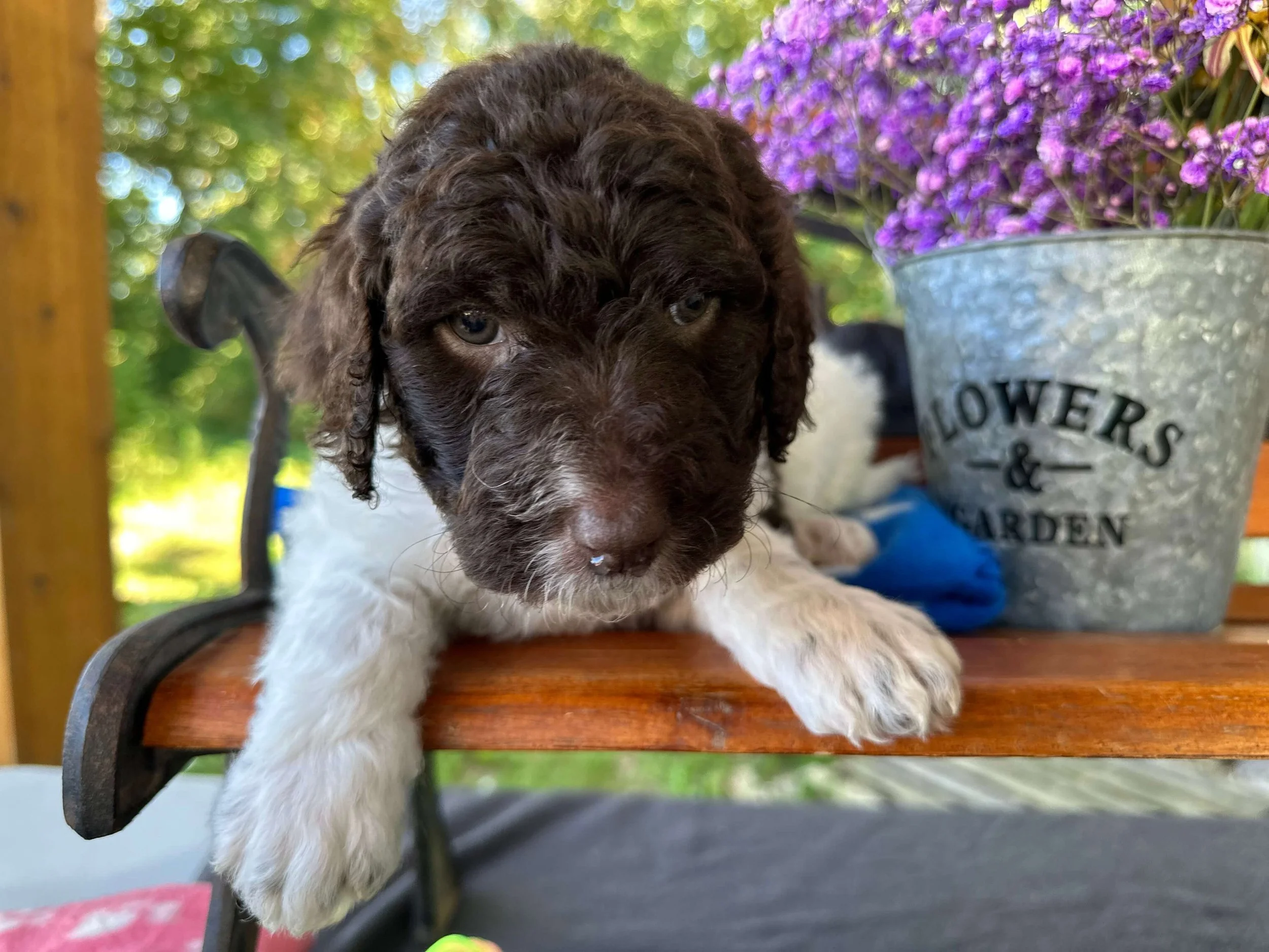 All About The Doodles | Labradoodle Puppies for Sale in Illinois