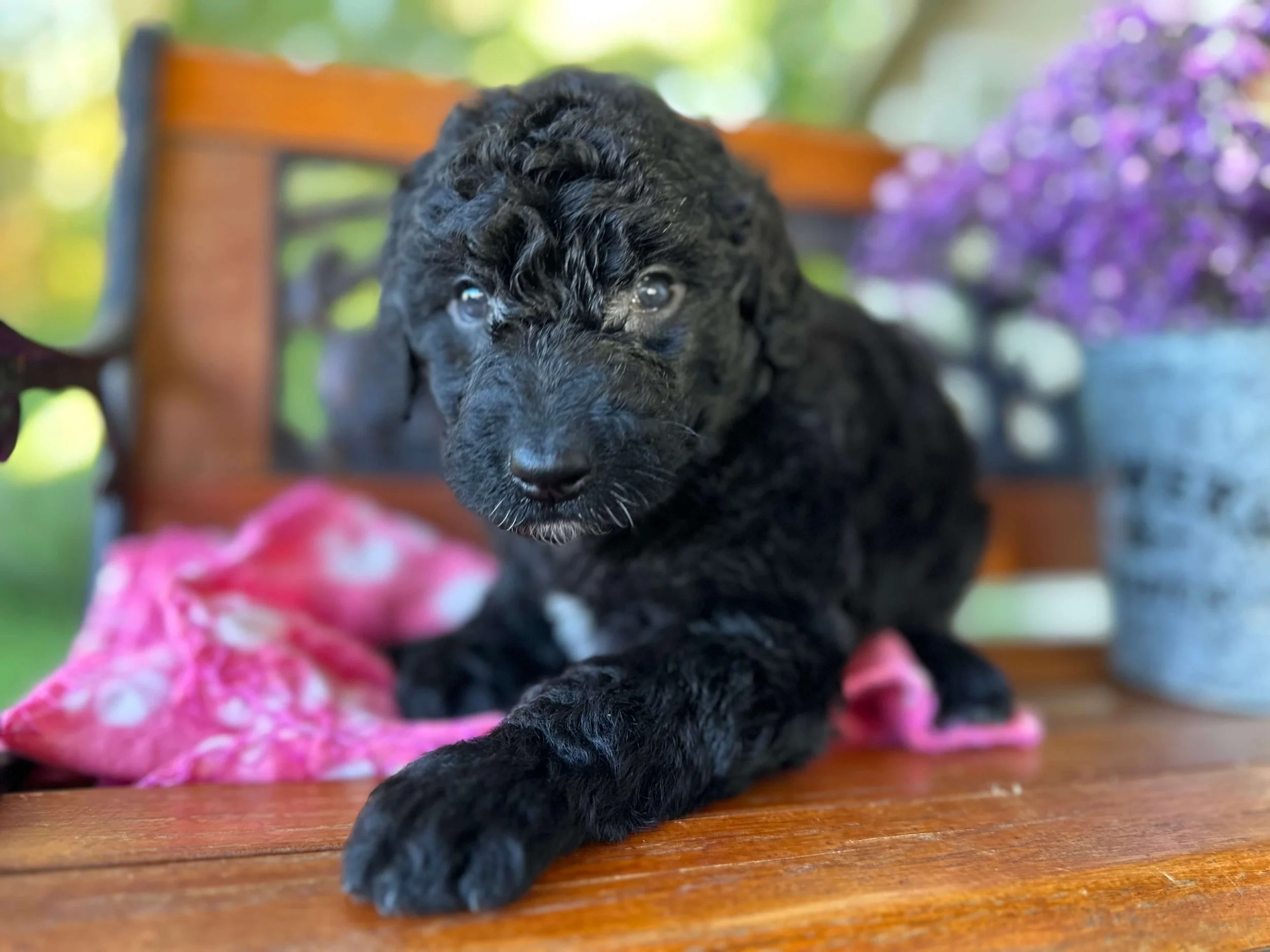All About The Doodles | Labradoodle Puppies for Sale in Illinois
