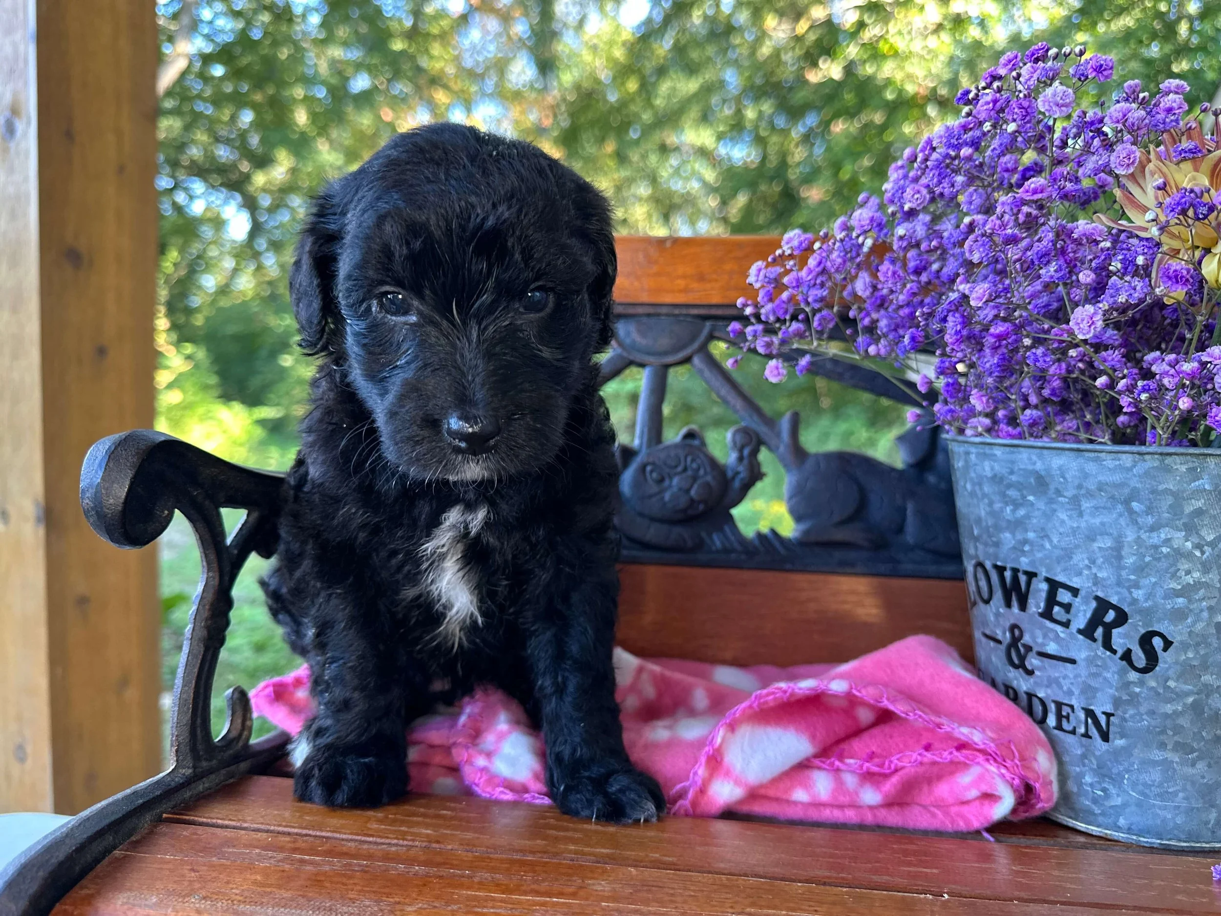 All About The Doodles | Labradoodle Puppies for Sale in Illinois