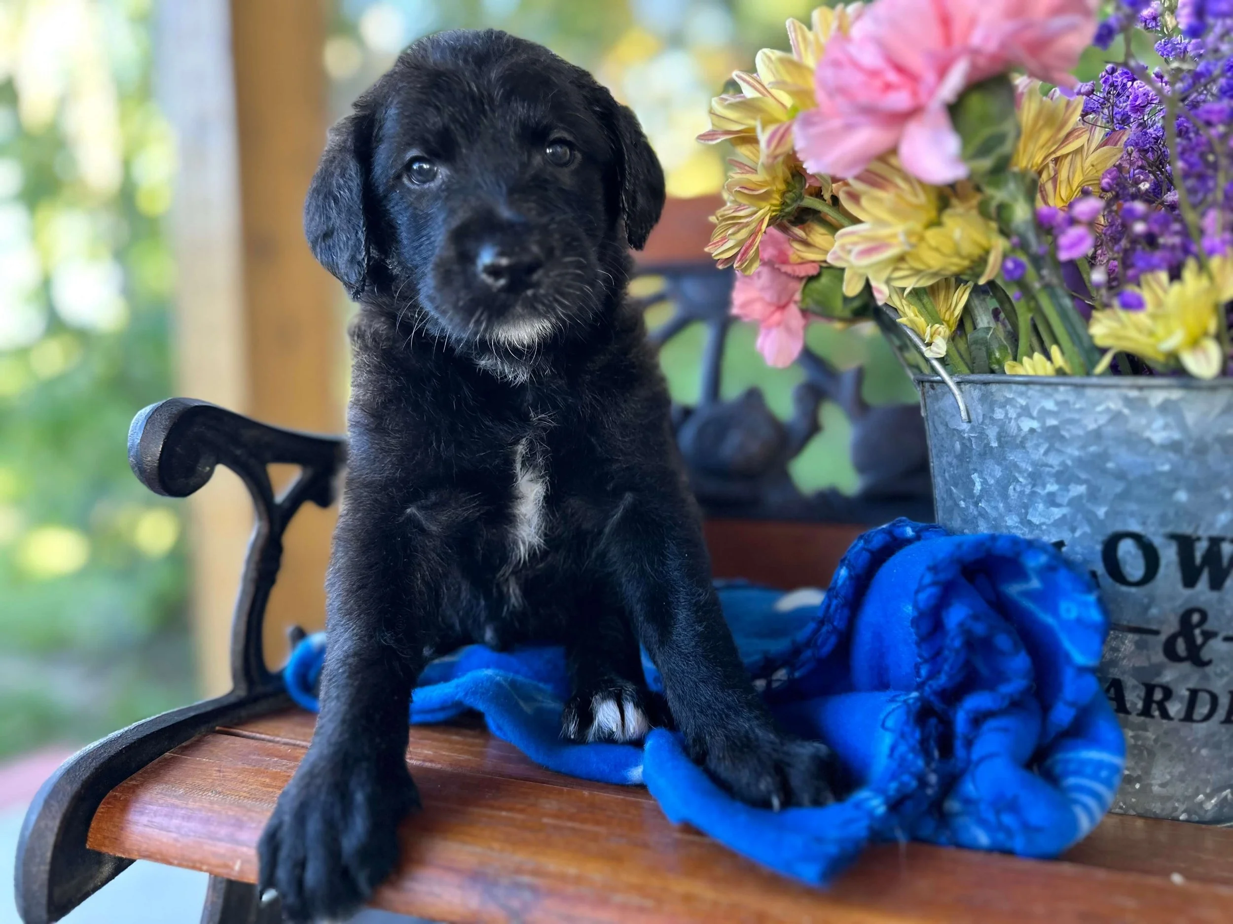 All About The Doodles | Labradoodle Puppies for Sale in Illinois