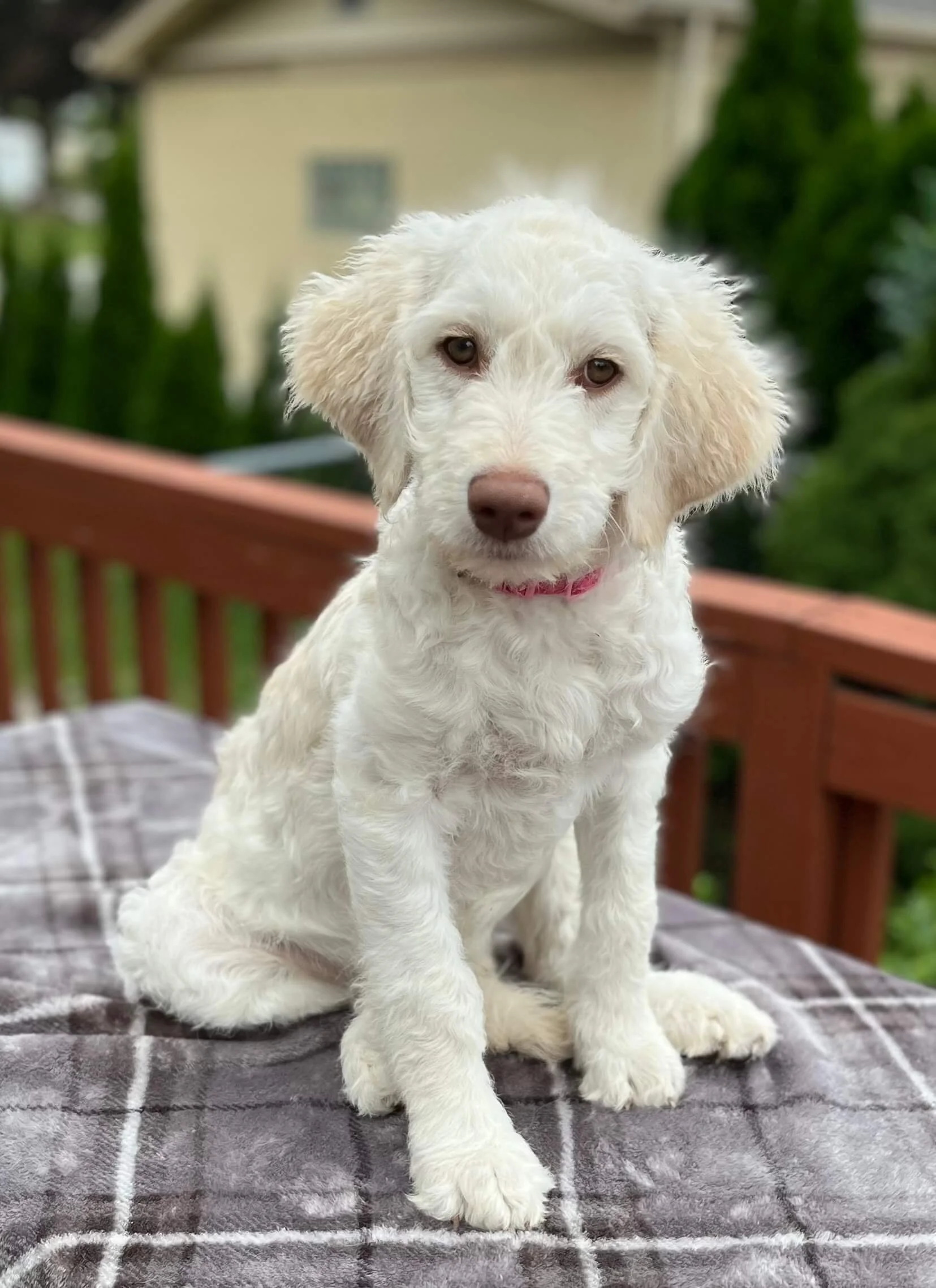 All About The Doodles | Labradoodle Puppies for Sale in Illinois