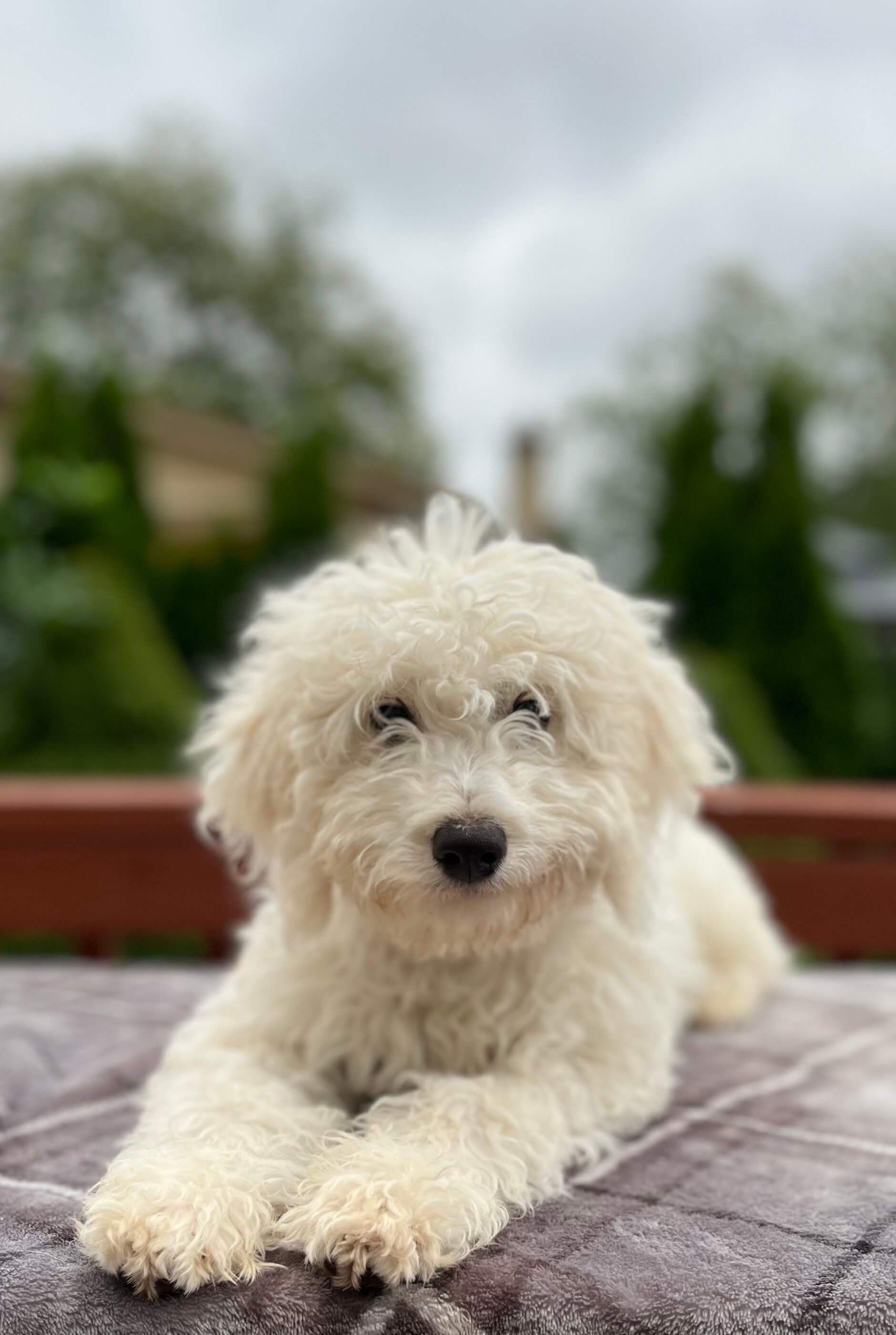 All About The Doodles | Labradoodle Puppies for Sale in Illinois