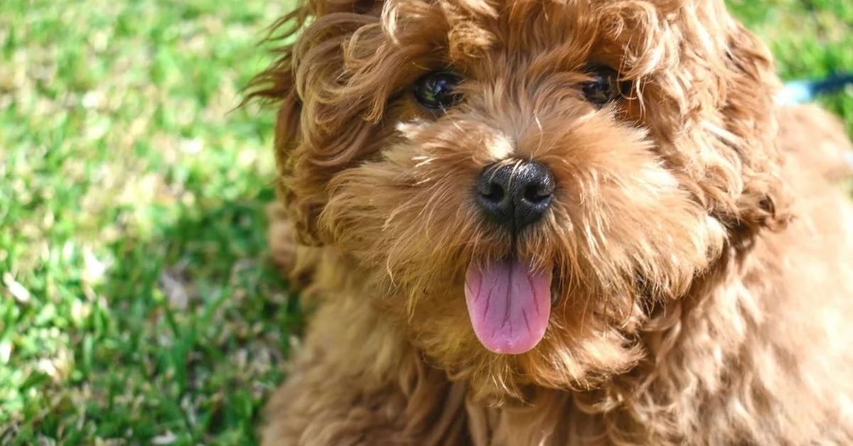 How Can You Effectively Train Your Labradoodle Puppy at Home? — All ...