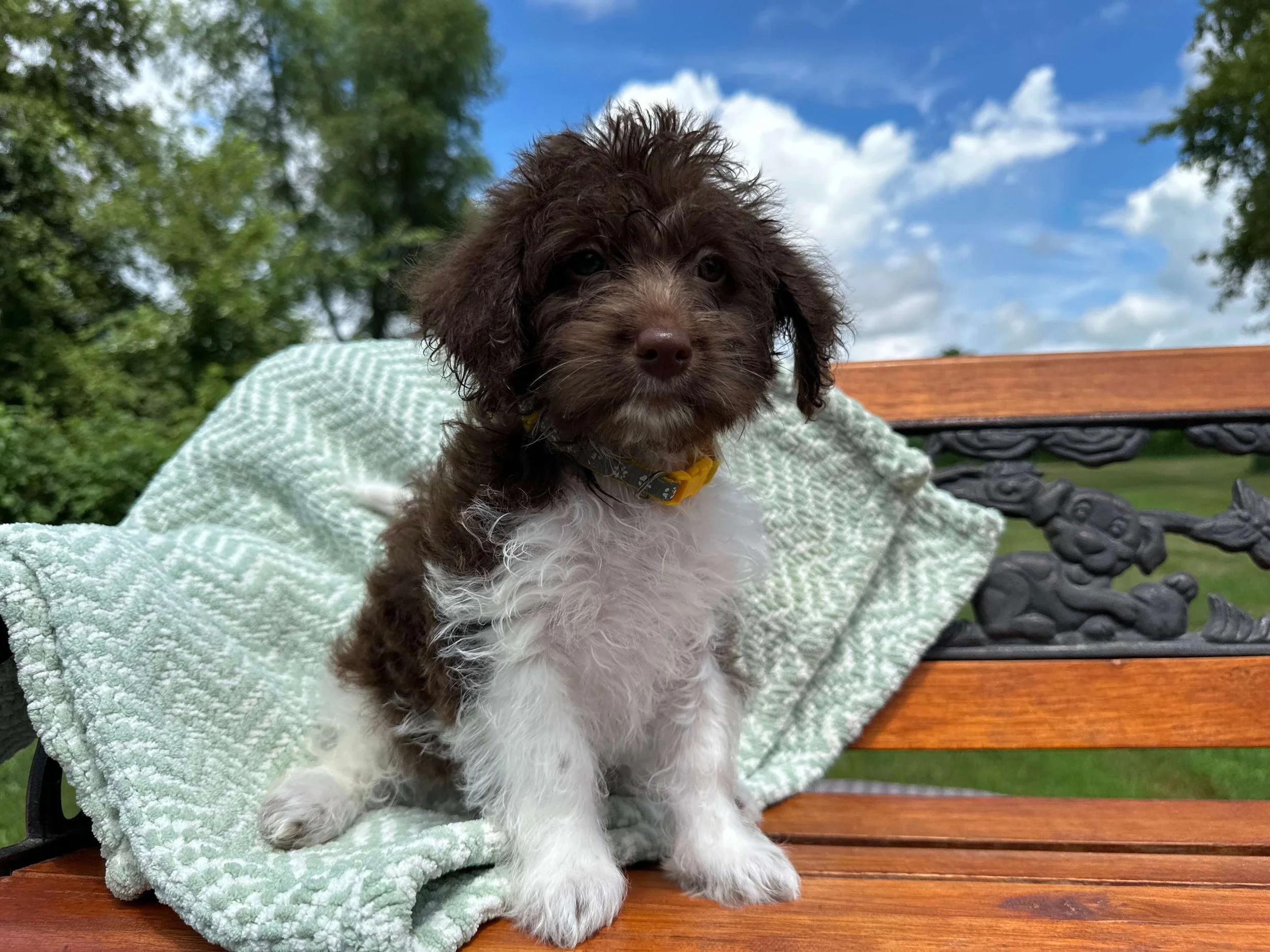 All About The Doodles | Labradoodle Puppies for Sale in Illinois