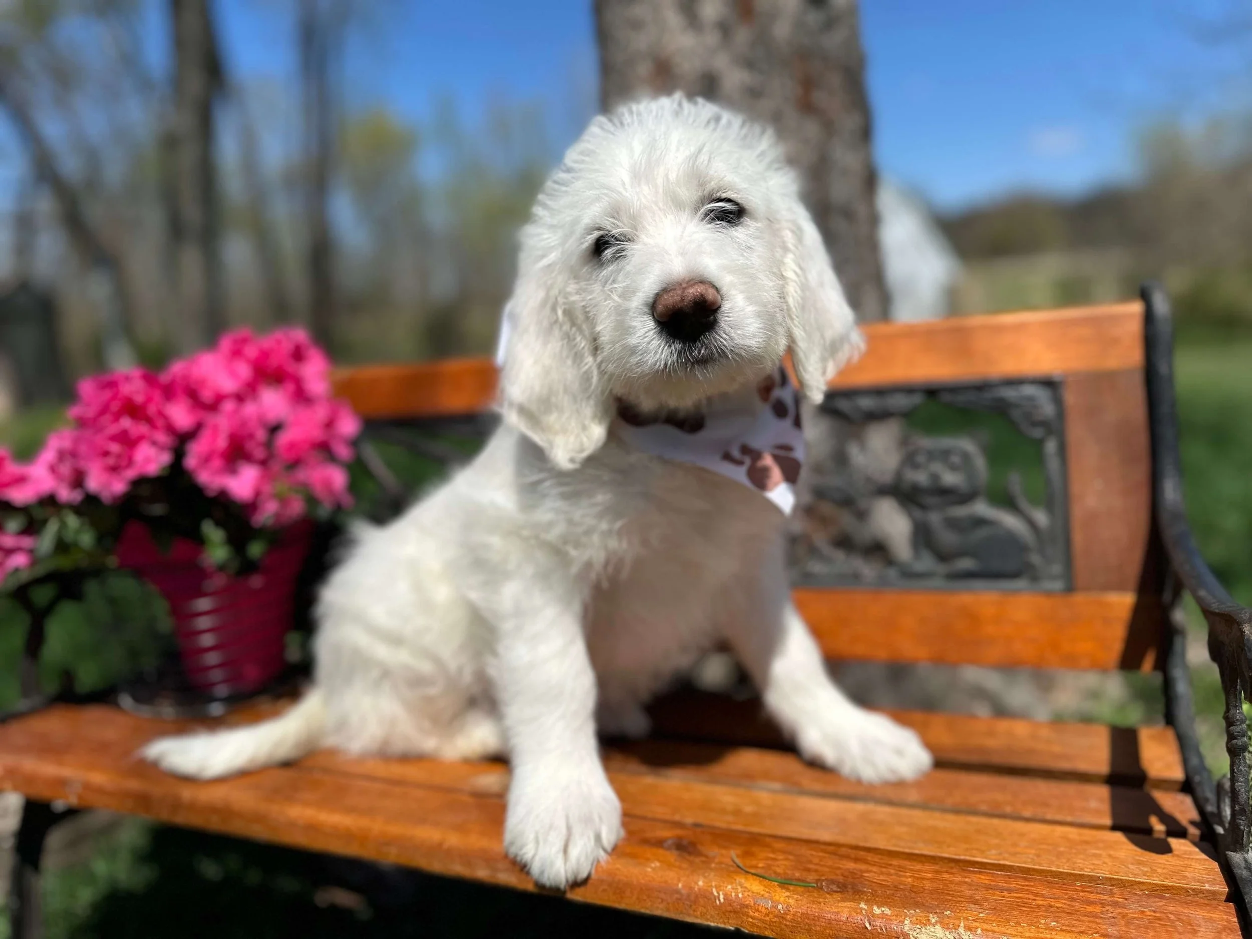 Our Pups — All About The Doodles