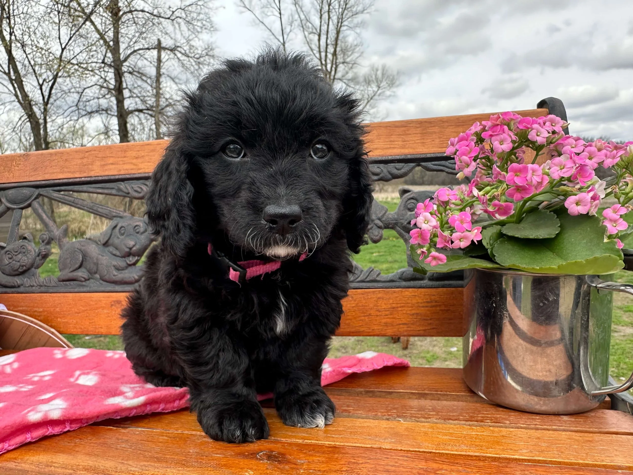 Our Pups — All About The Doodles