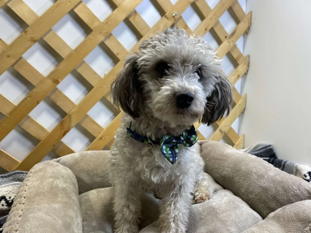 Kilo's Litter — All About The Doodles