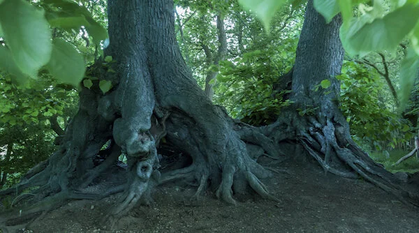 ROOTS BRANDING — SAMI