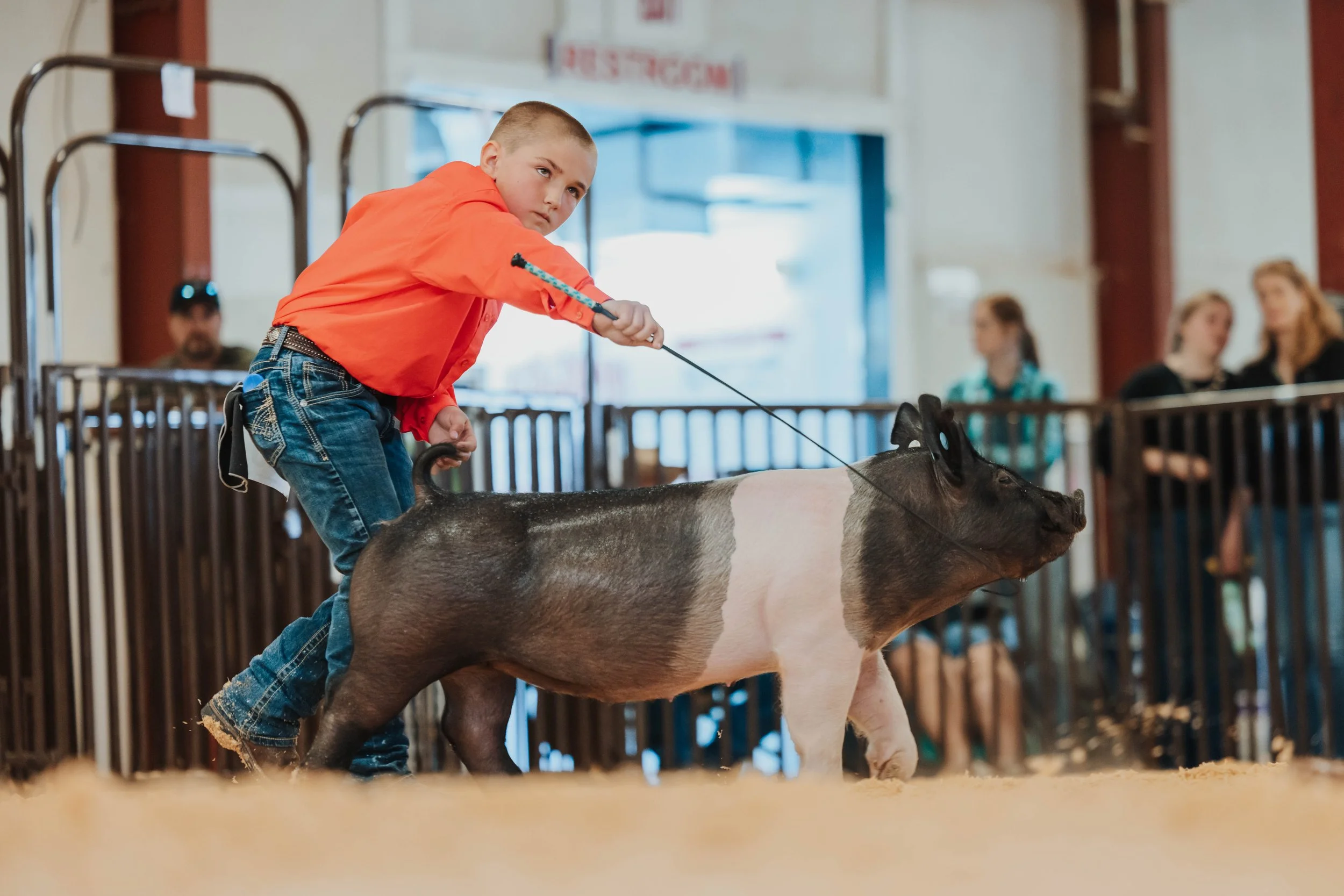 2022 Hog Winners — Kootenai Classic Livestock Show