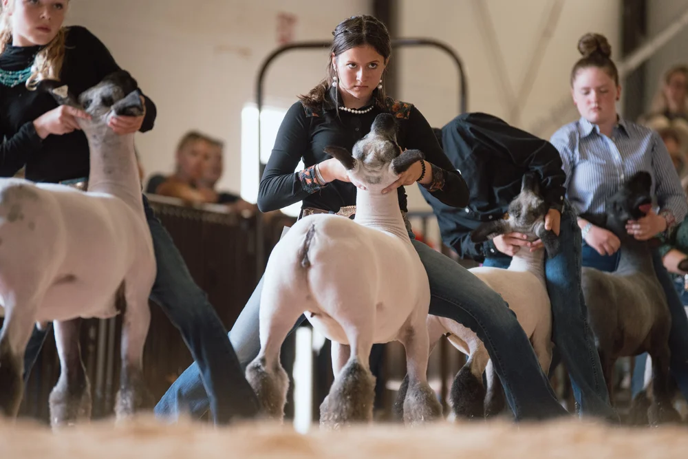 2023 Sheep Winners — Kootenai Classic Livestock Show
