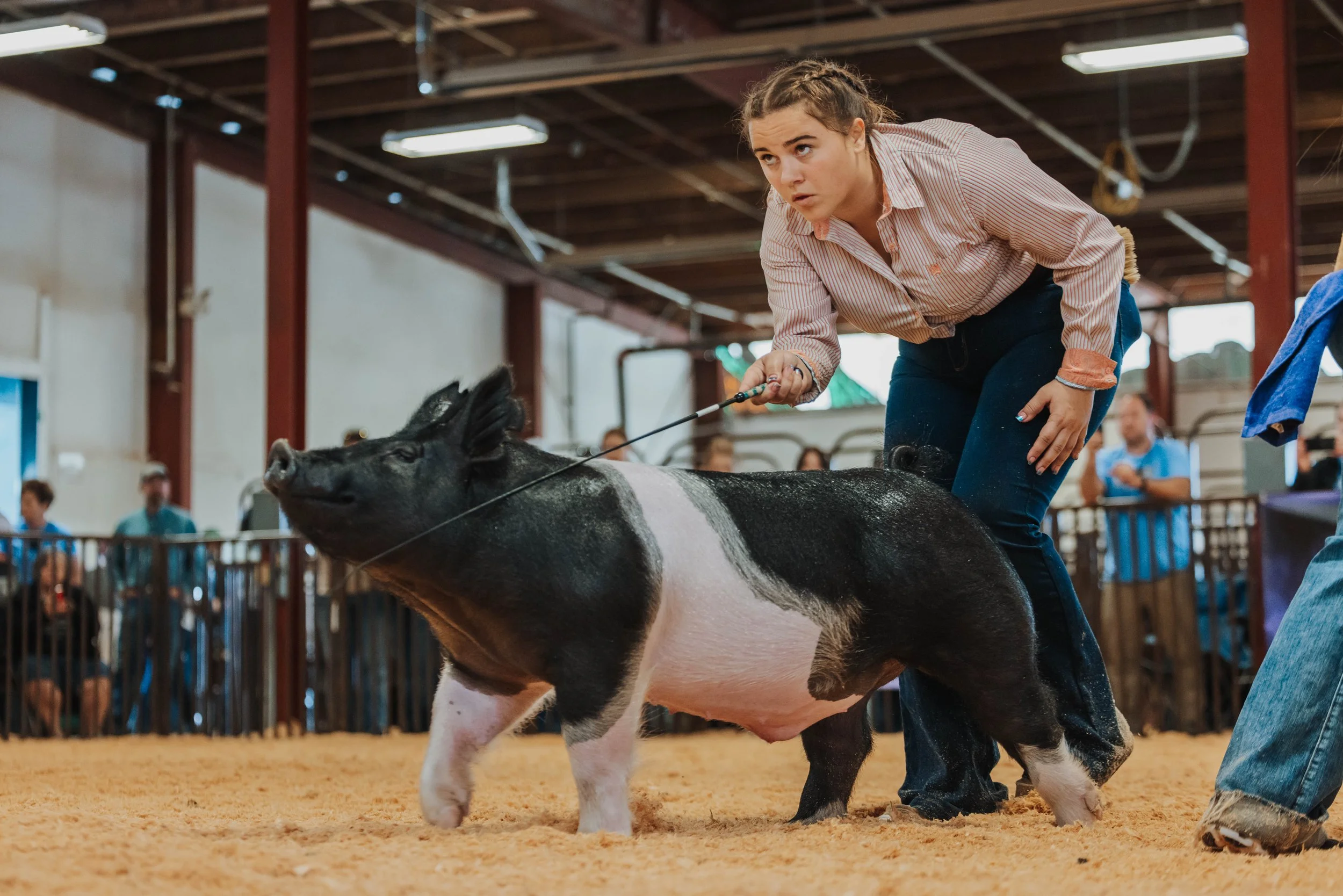 2022 Hog Winners — Kootenai Classic Livestock Show