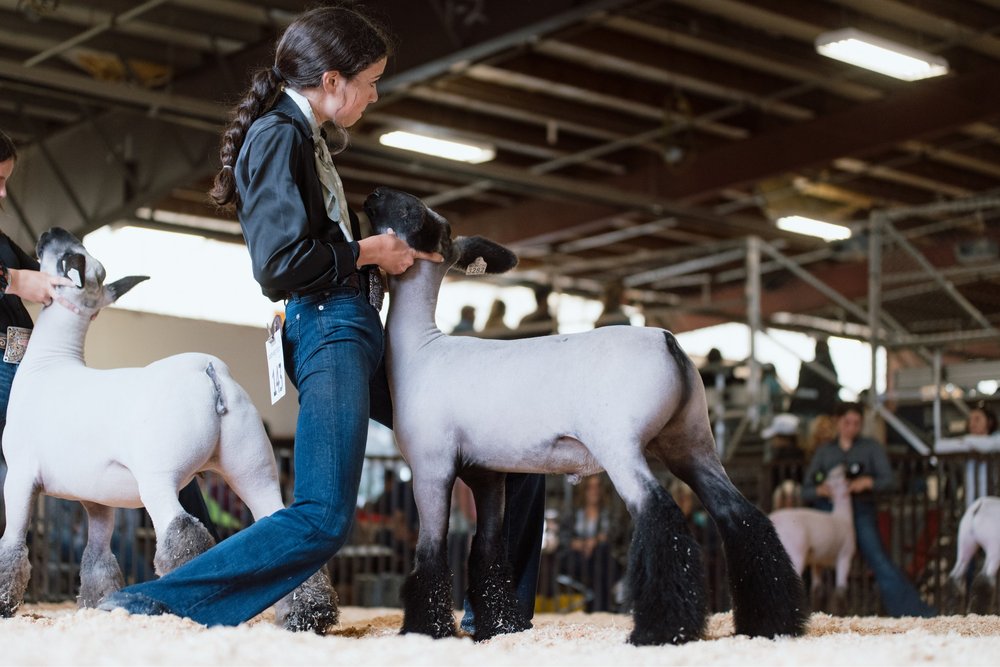 2023 Sheep Winners — Kootenai Classic Livestock Show