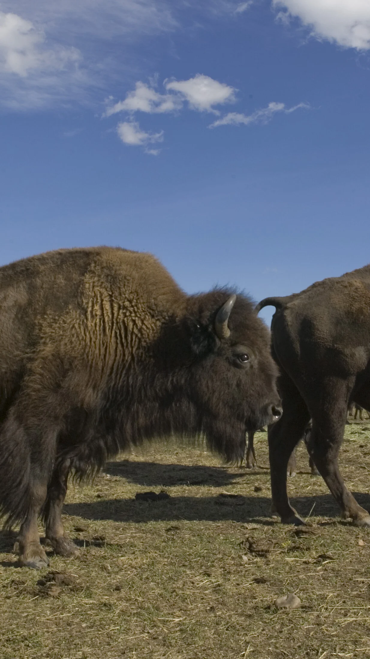 Certified Bison