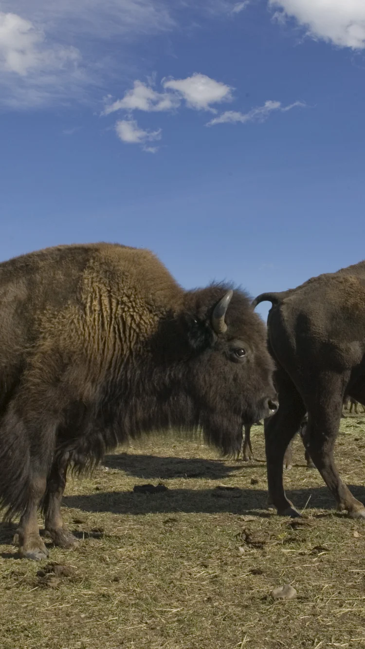 Certified Bison