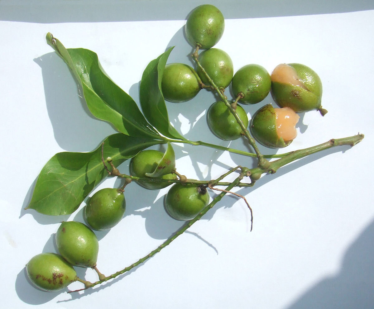 Bush Medicine — Everything Bahamian